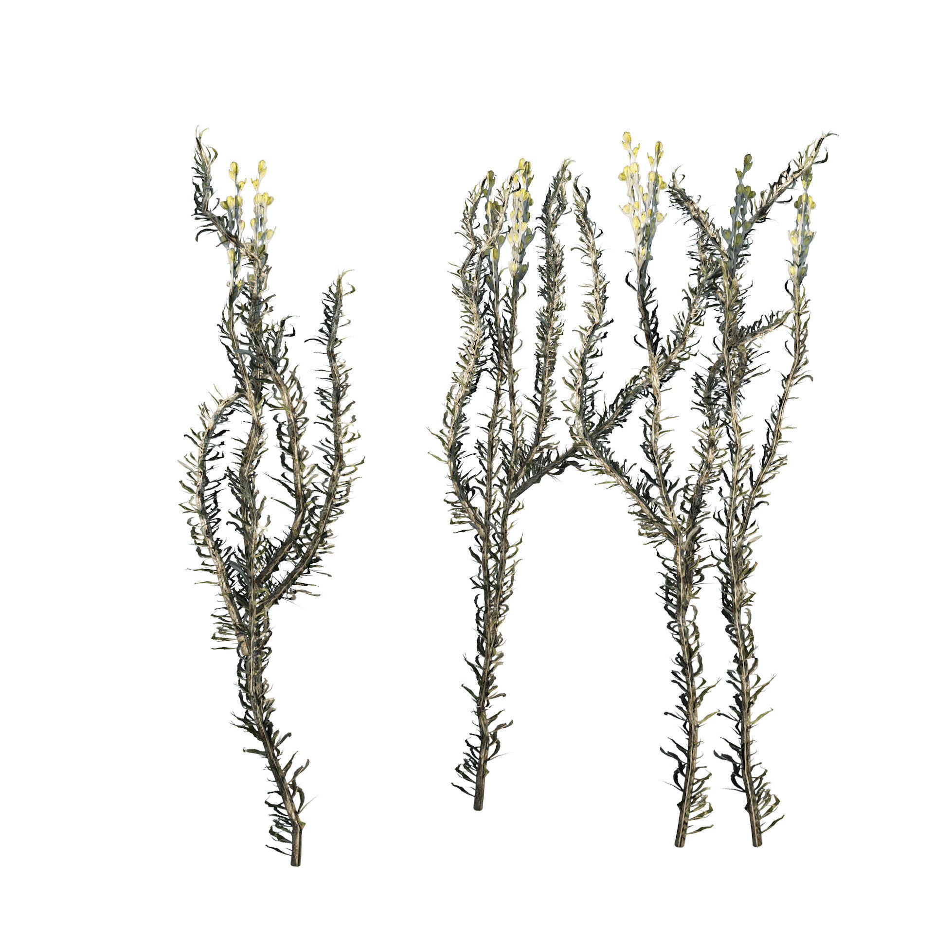 3D model low poly desert plants weed and trees VR / AR / low-poly ...