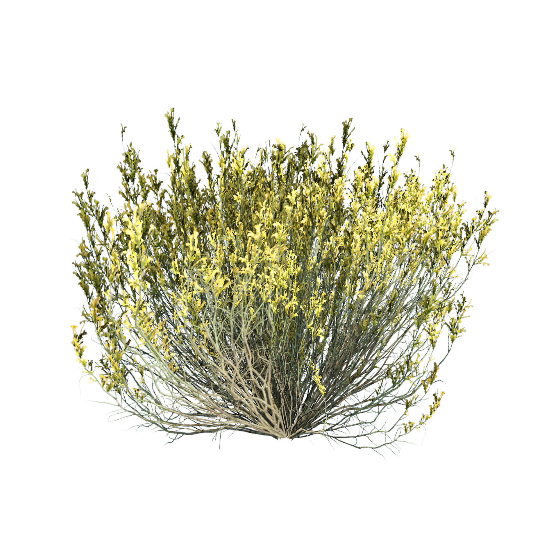 3D model low poly desert plants weed and trees VR / AR / low-poly ...