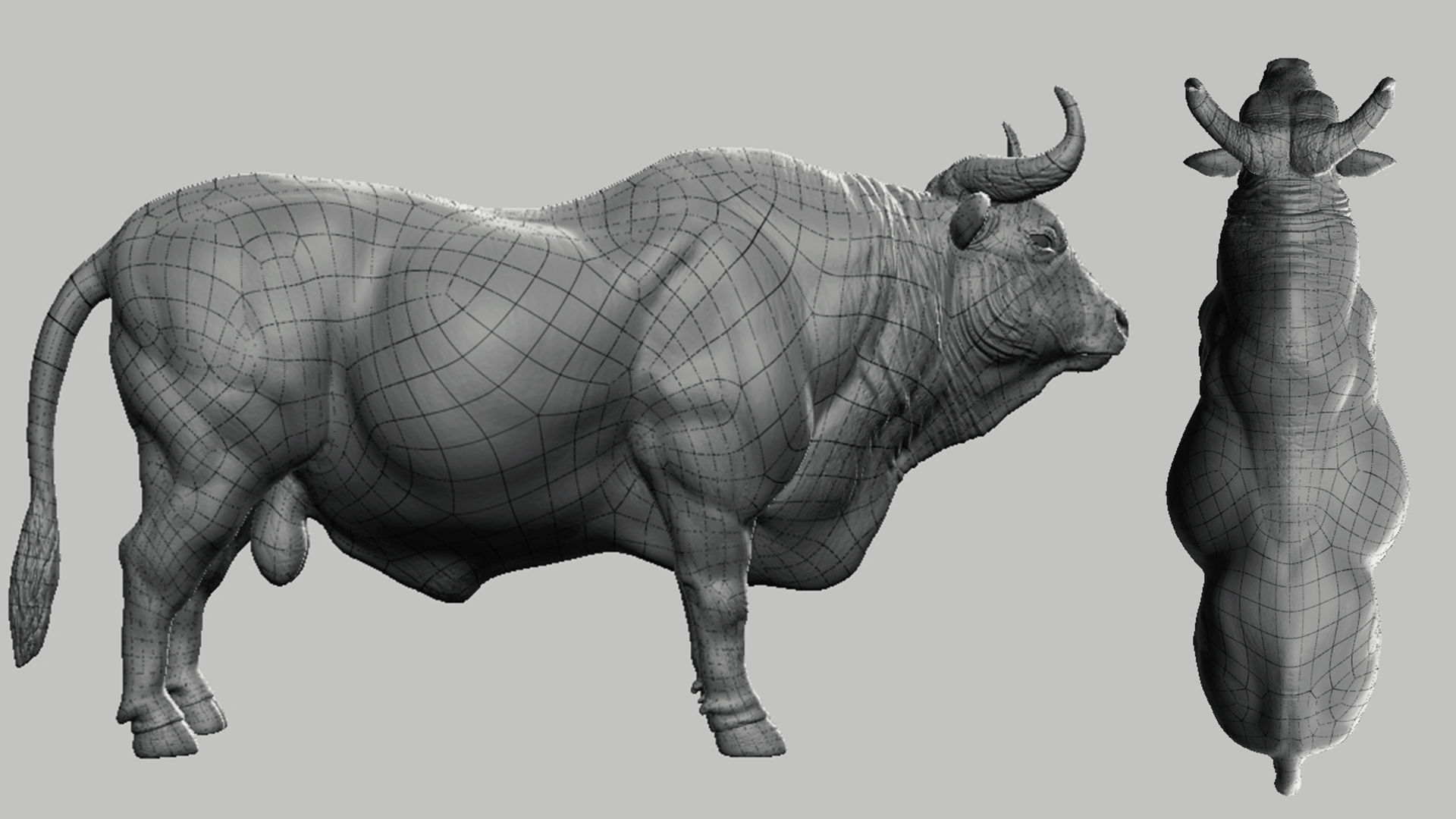Bull model 3D model | CGTrader