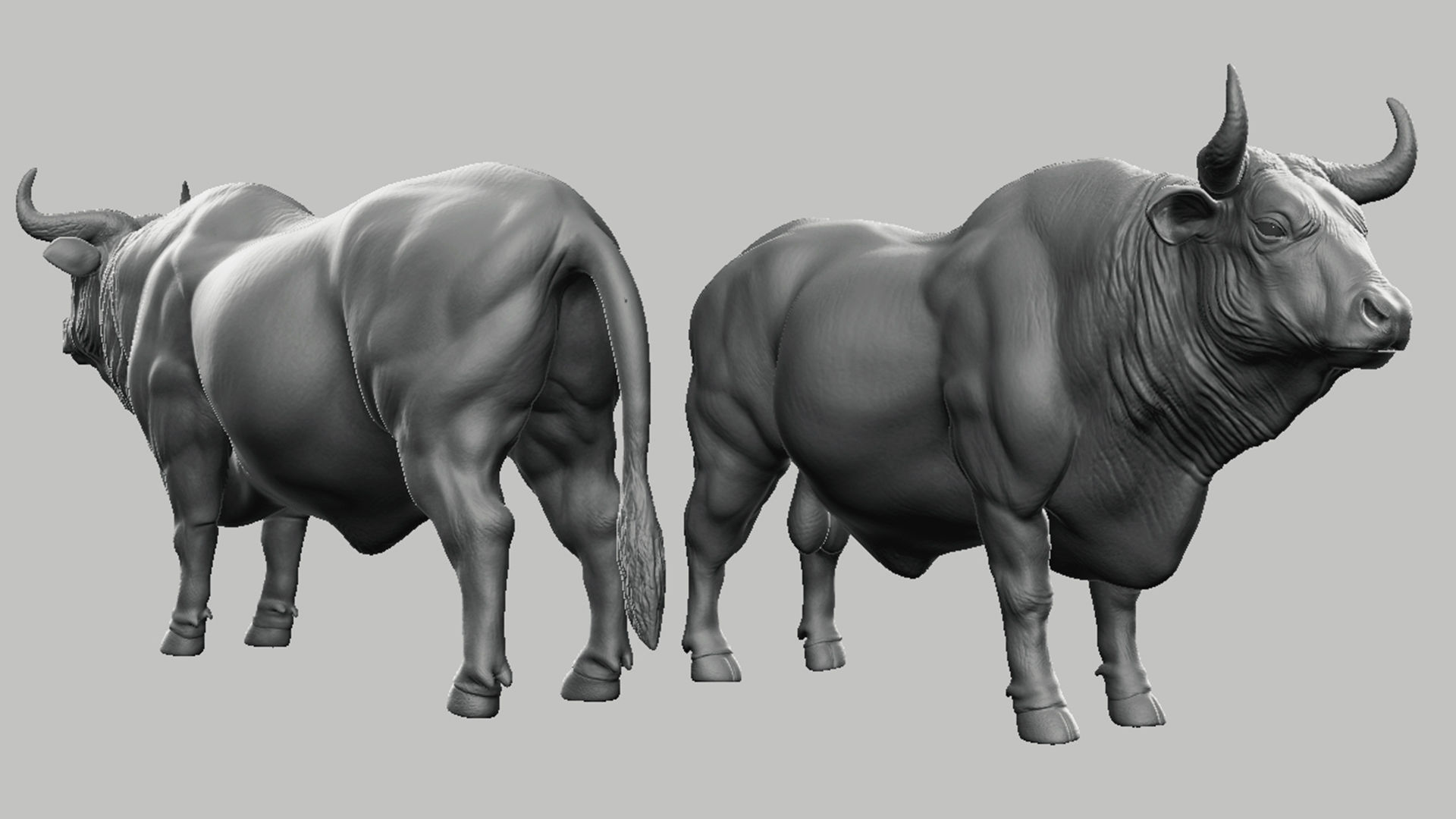 Bull model 3D model | CGTrader