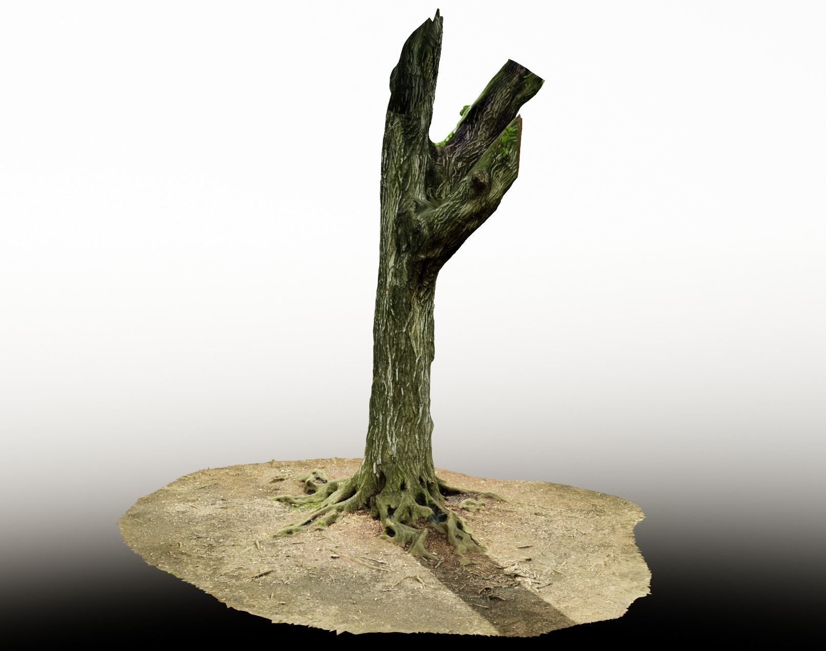 Wood Scan Asset 4 3D model | CGTrader