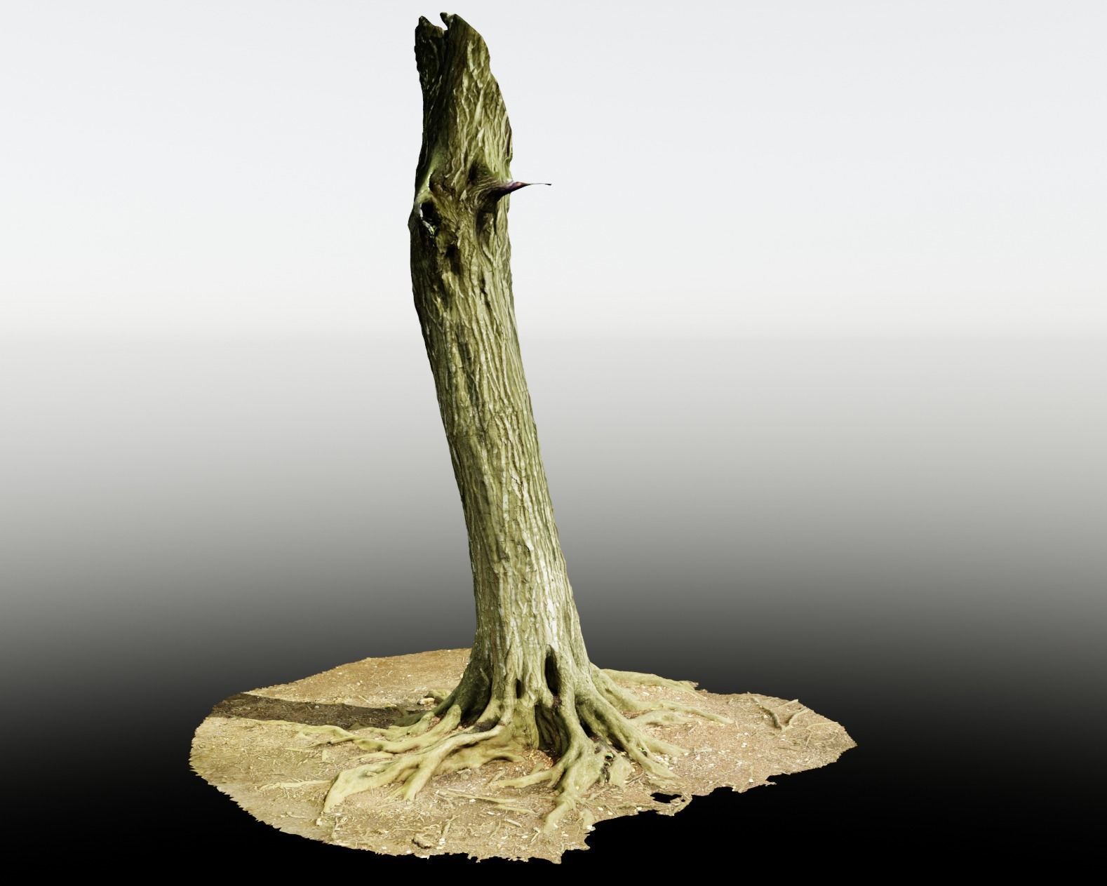 Wood Scan Asset 5 3D model | CGTrader