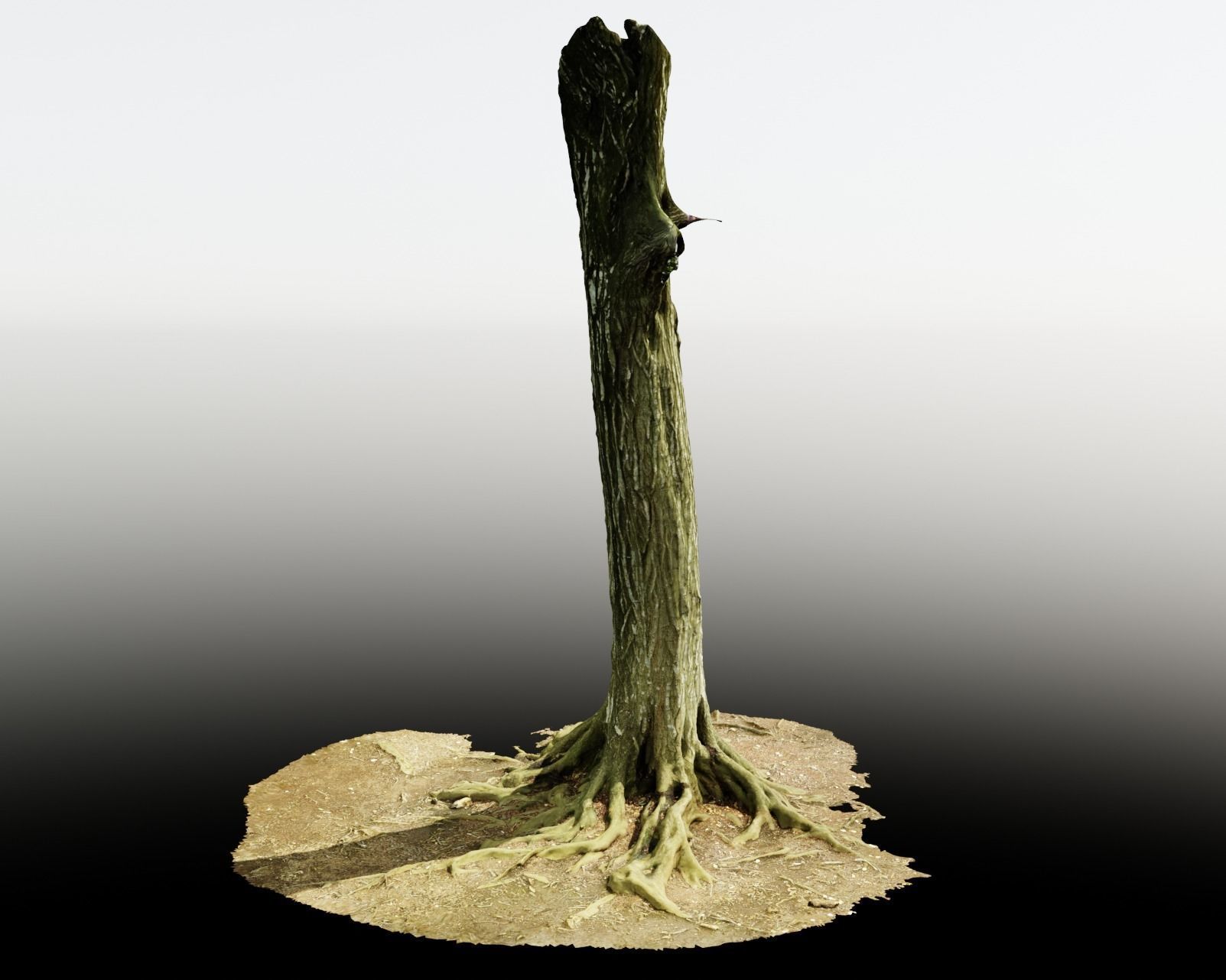 Wood Scan Asset 5 3D model | CGTrader