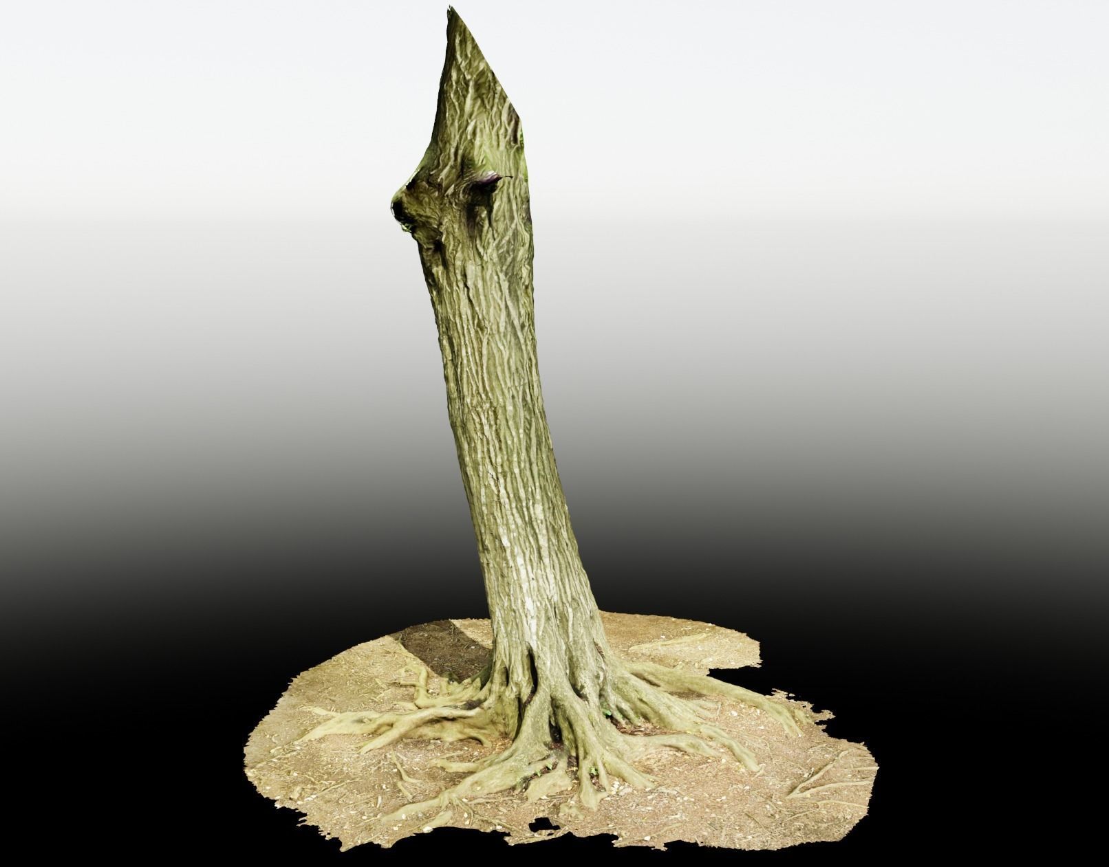 Wood Scan Asset 5 3D model | CGTrader
