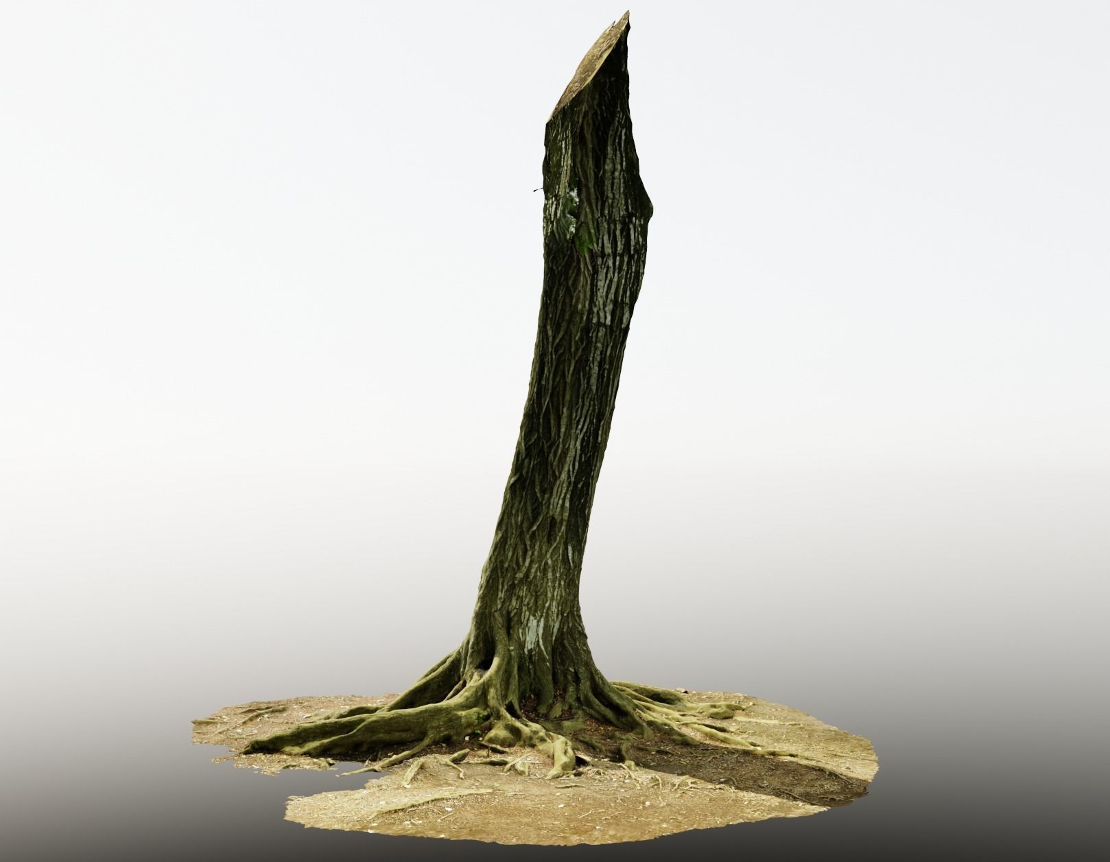 Wood Scan Asset 5 3D model | CGTrader