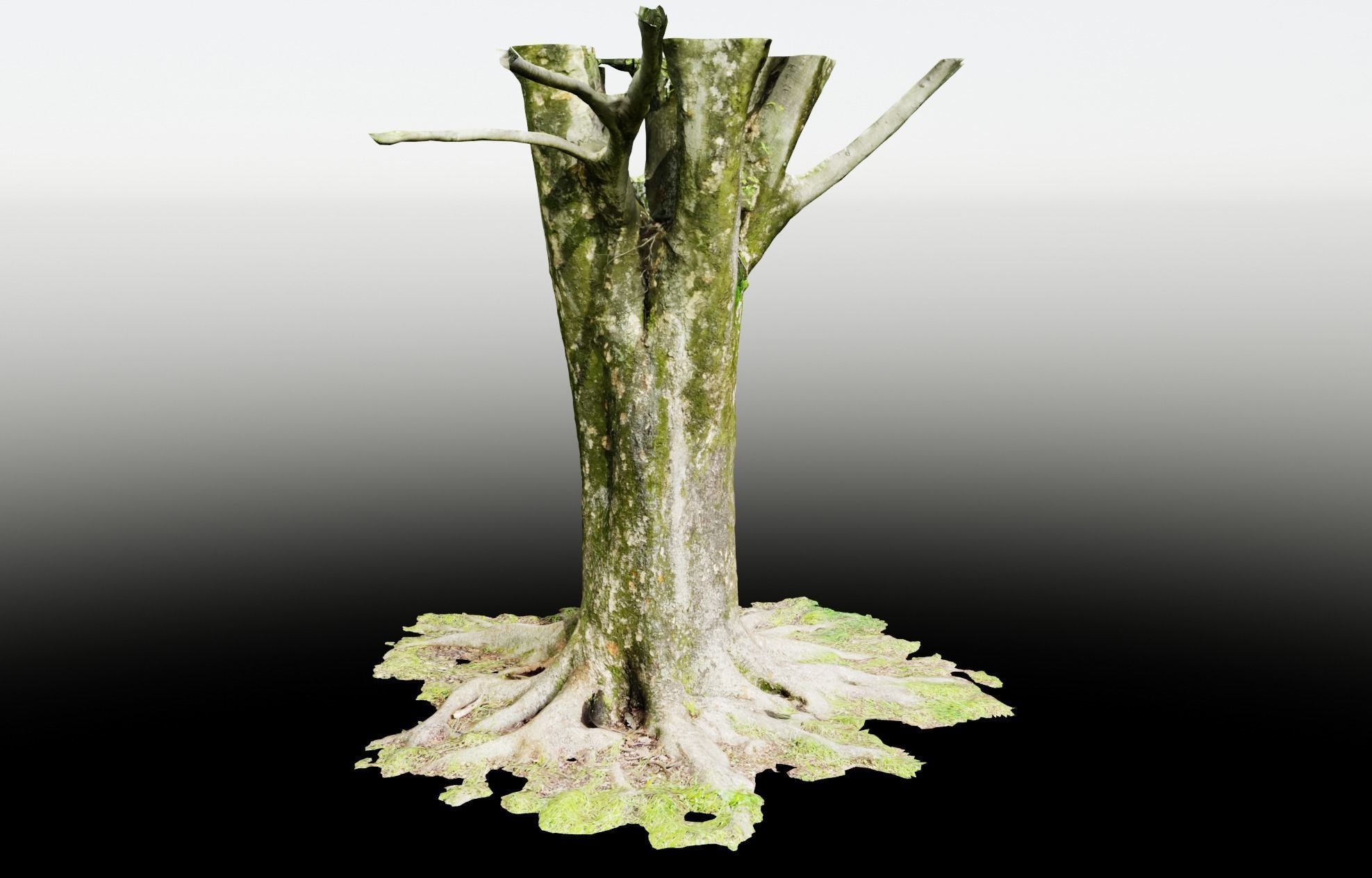 Wood Scan Asset 6 3D model | CGTrader