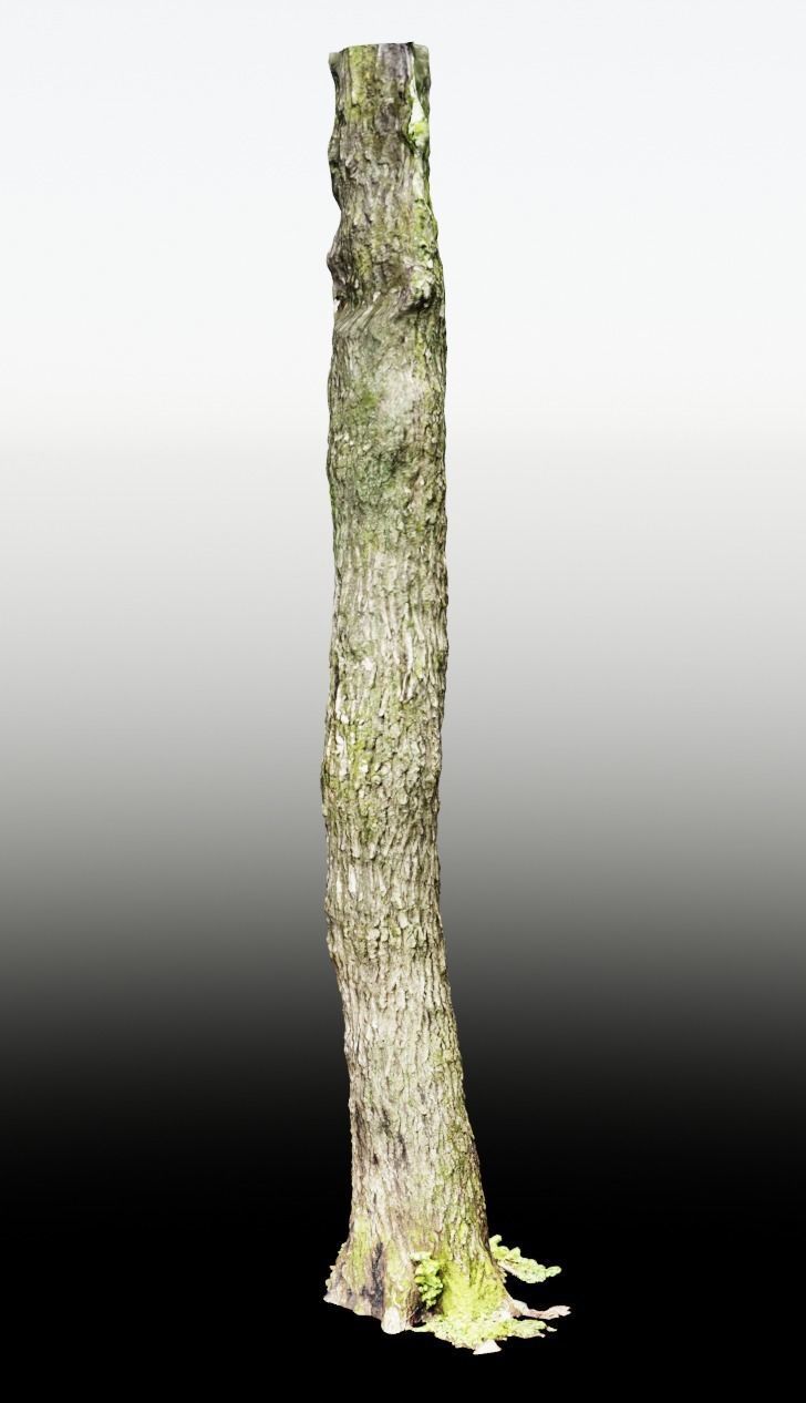 Wood Scan Asset 8 3D model | CGTrader