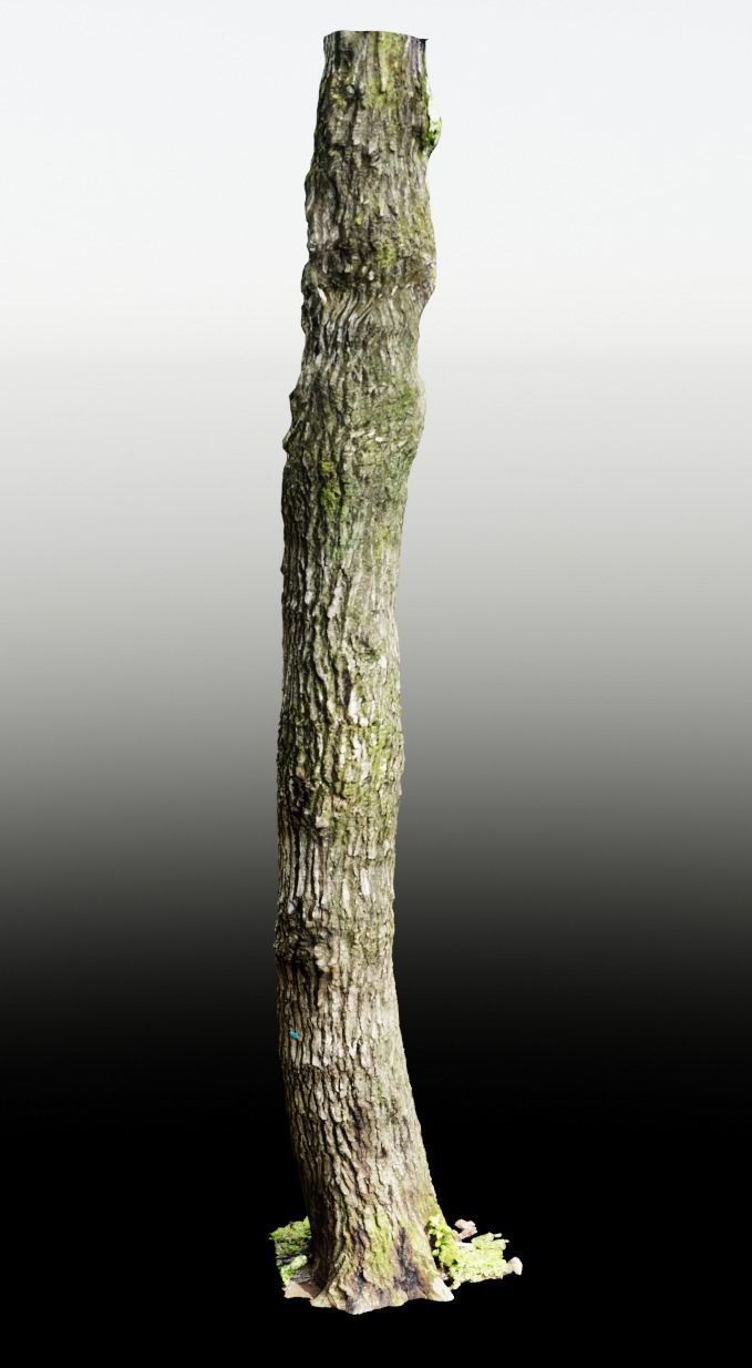 Wood Scan Asset 8 3D model | CGTrader