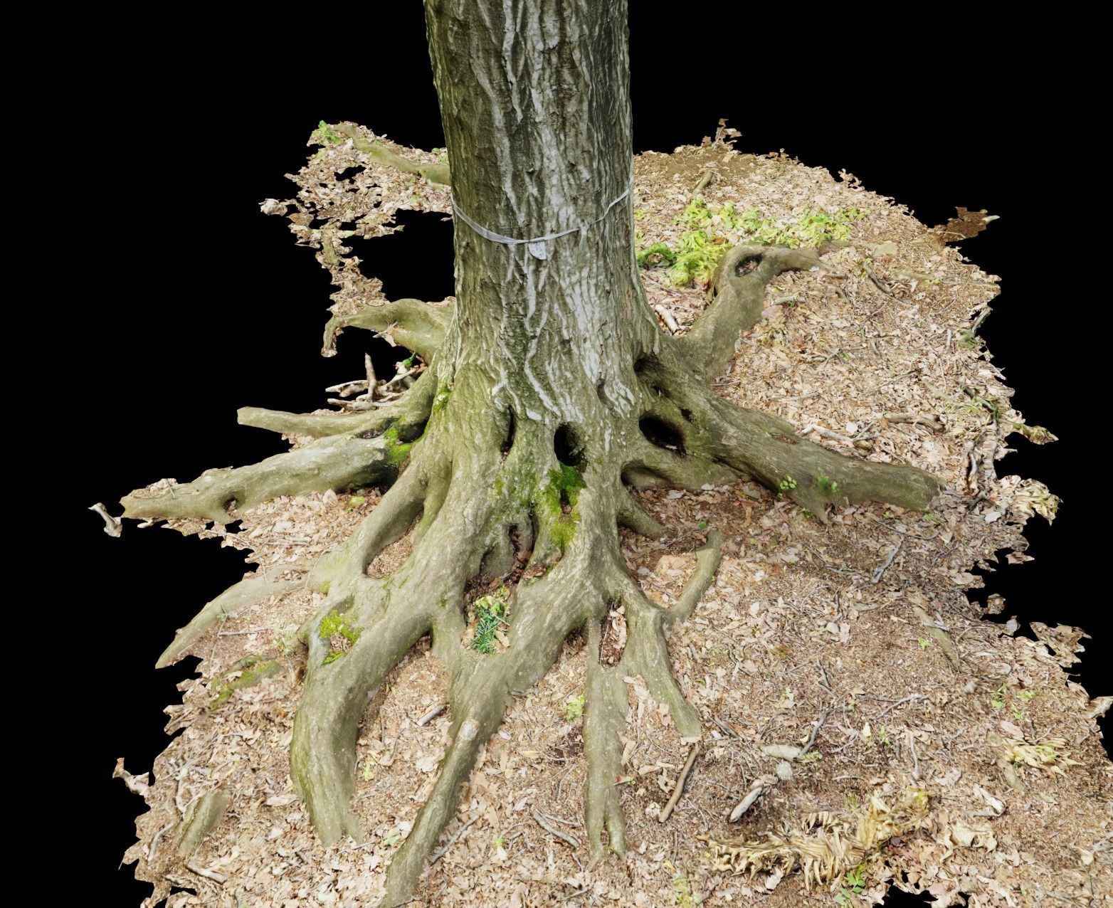 Wood Scan Full Pack 3D model | CGTrader