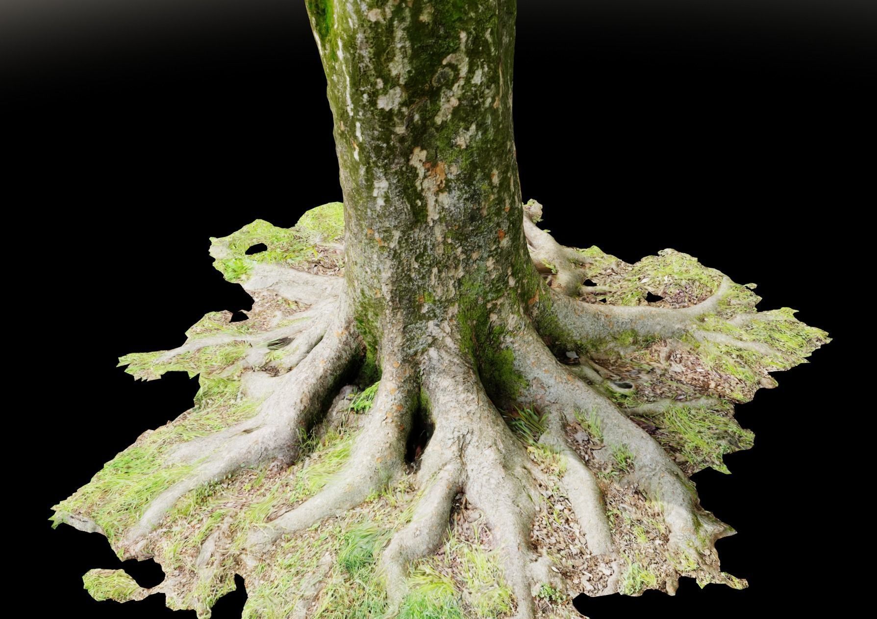 Wood Scan Full Pack 3D model | CGTrader