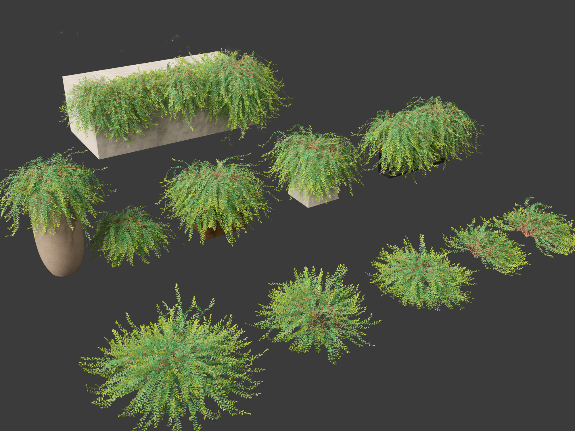 Phyllanthus Cochinchinensis - Vietnam Leaf-Flower 01 3D model | CGTrader