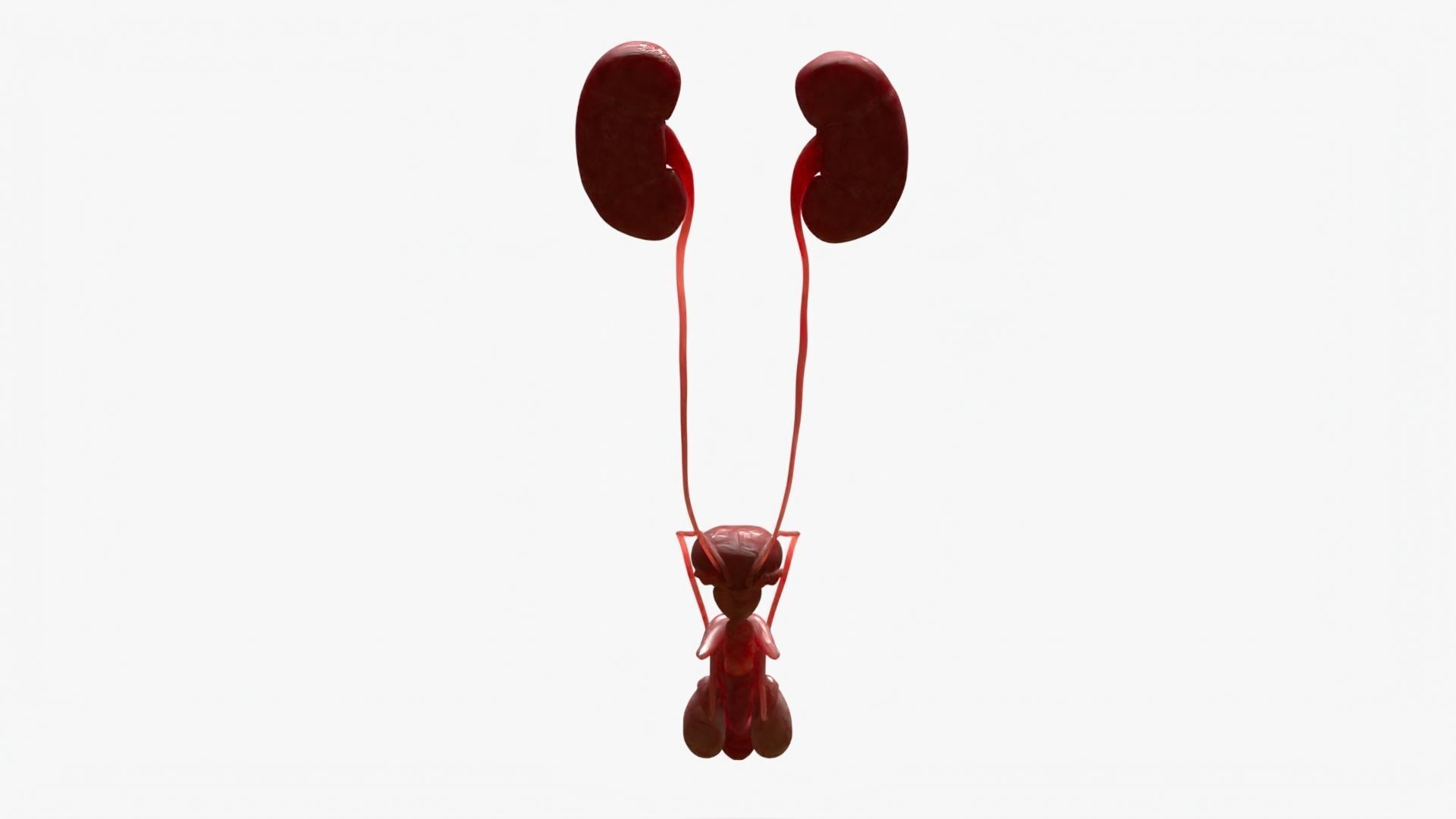 3D model Urinary Kidney System VR / AR / low-poly | CGTrader