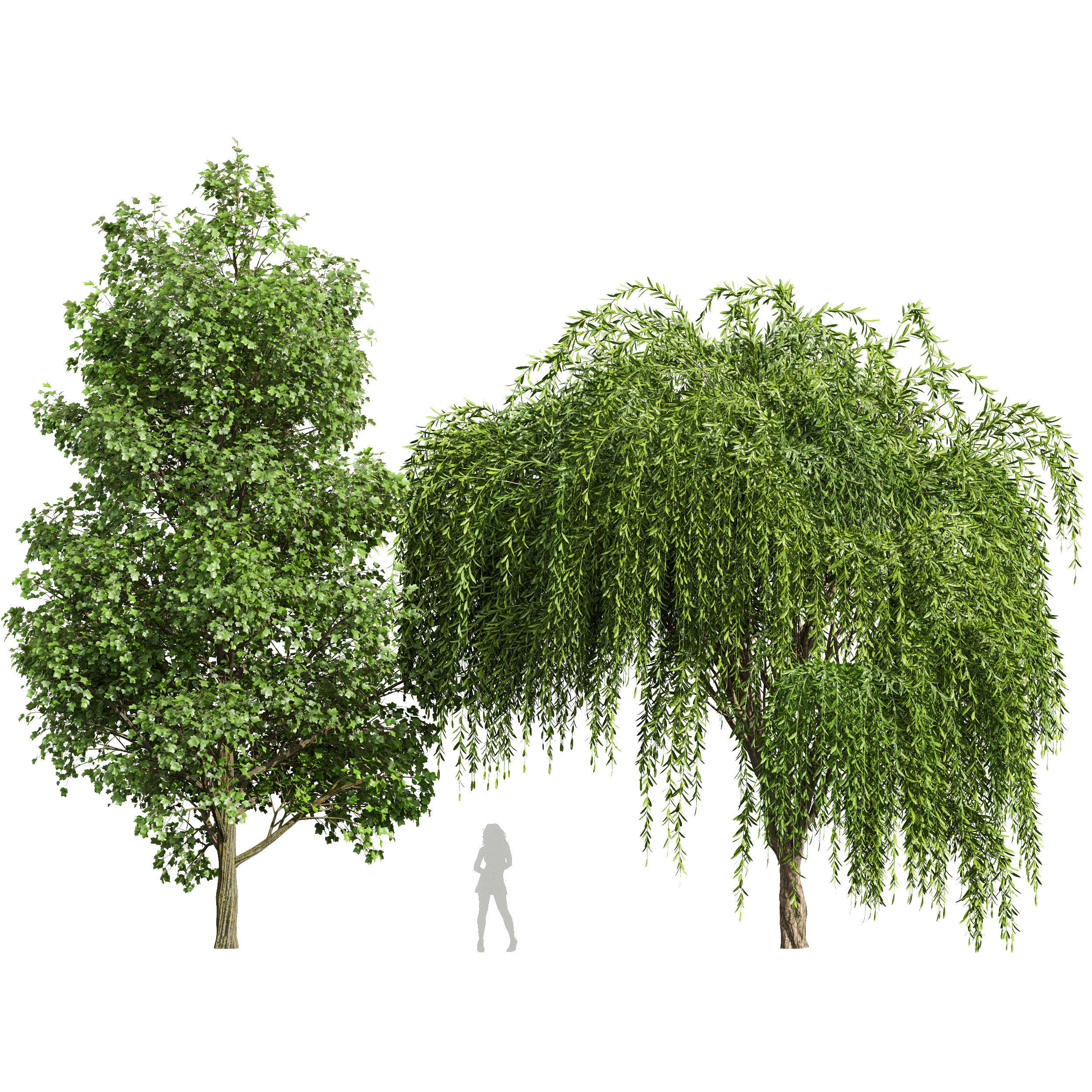 Tulip poplar and Weeping willow 2trees 3D model | CGTrader
