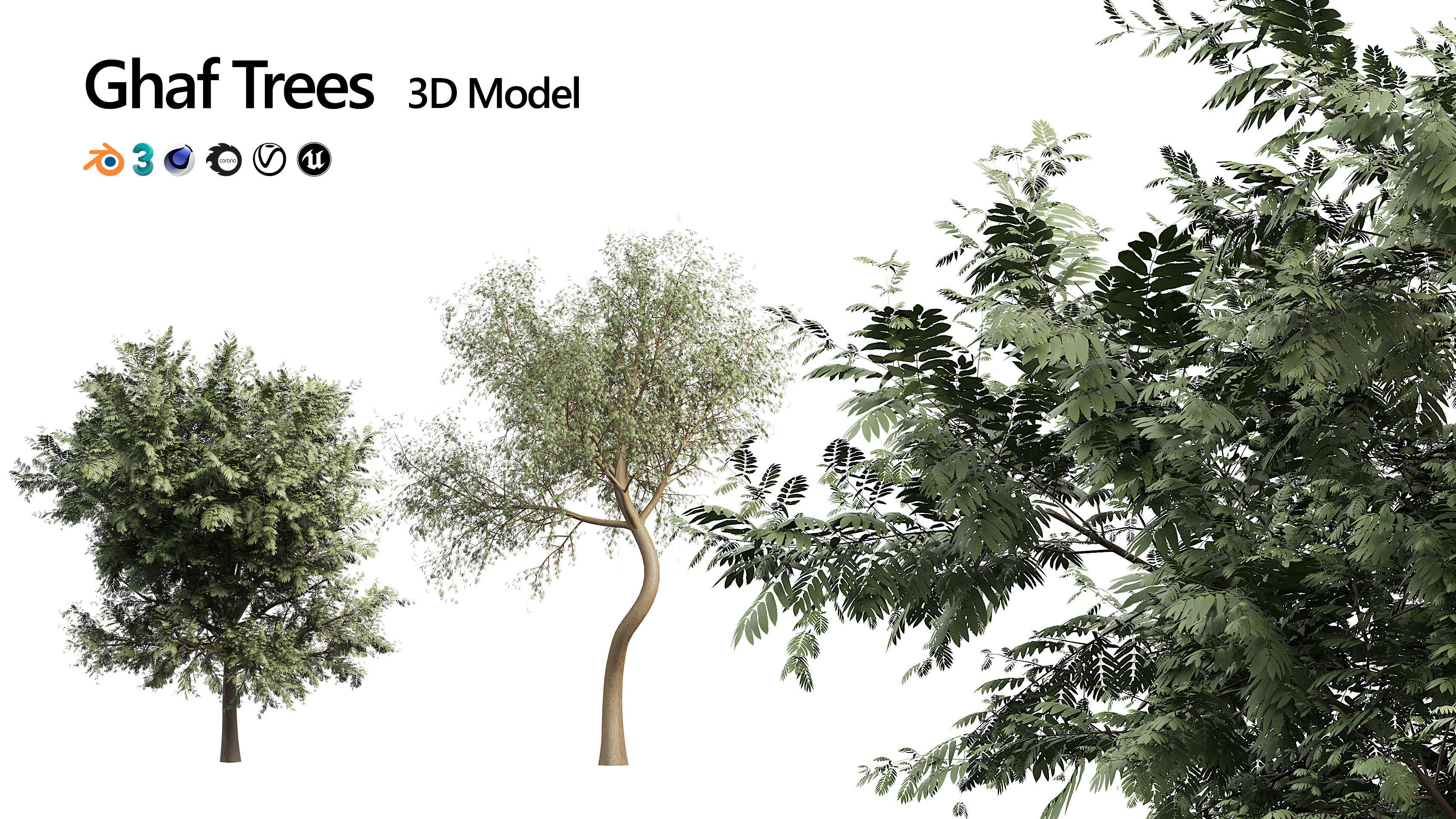 Ghaf trees of Emirates 3D model animated rigged | CGTrader