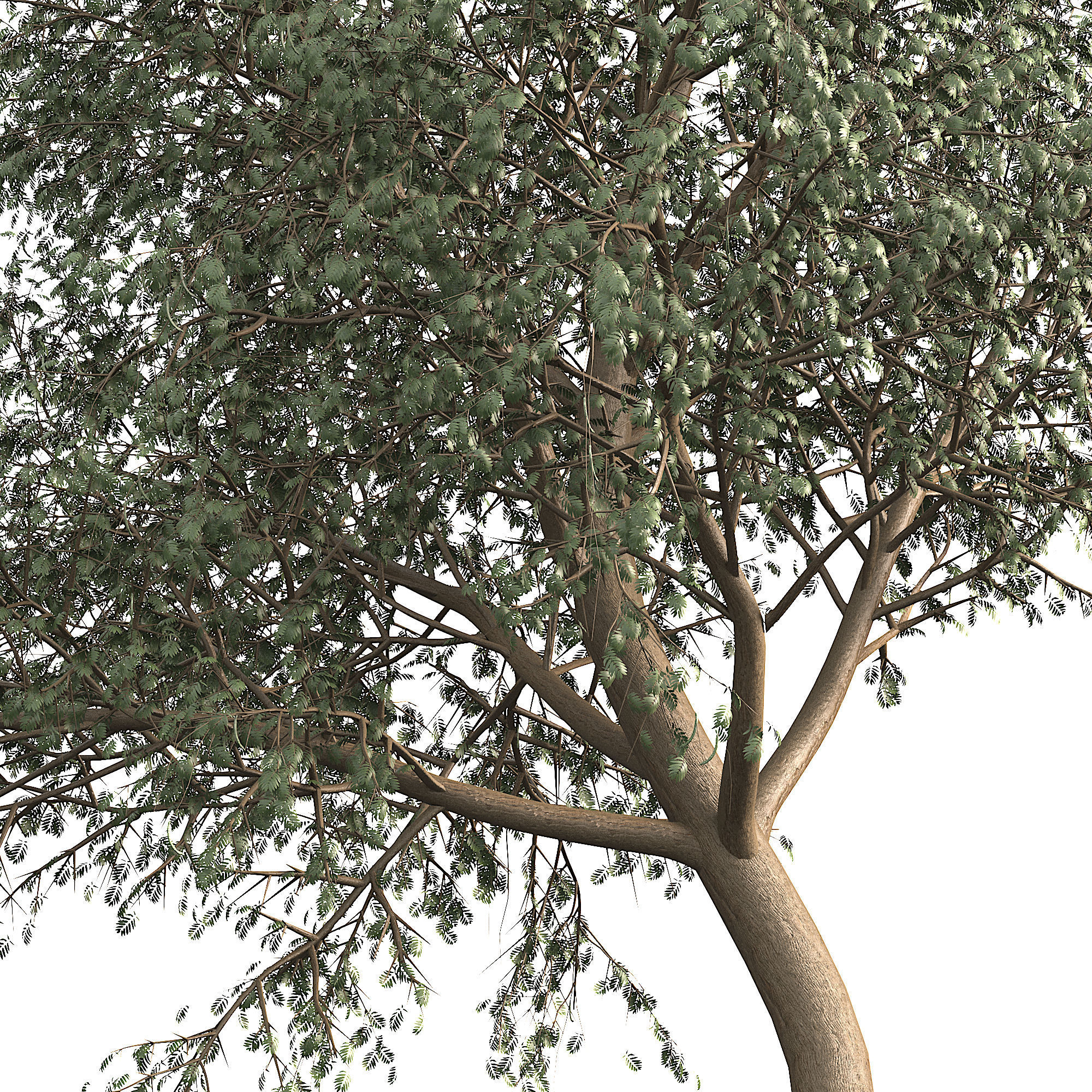 Ghaf trees of Emirates 3D model animated rigged | CGTrader