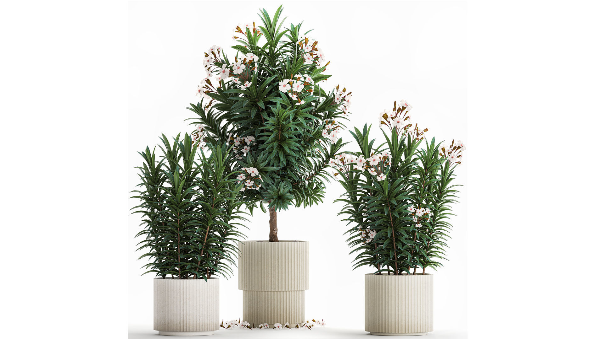 Beautiful plant white Nerium oleander flowers in pots 1366 3D model ...