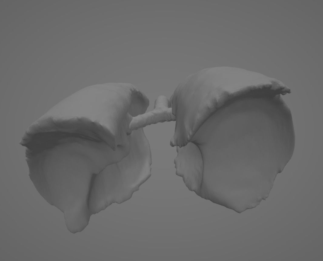 Real Lungs 3D model 3D printable | CGTrader