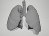 Real Lungs 3D model 3D printable | CGTrader