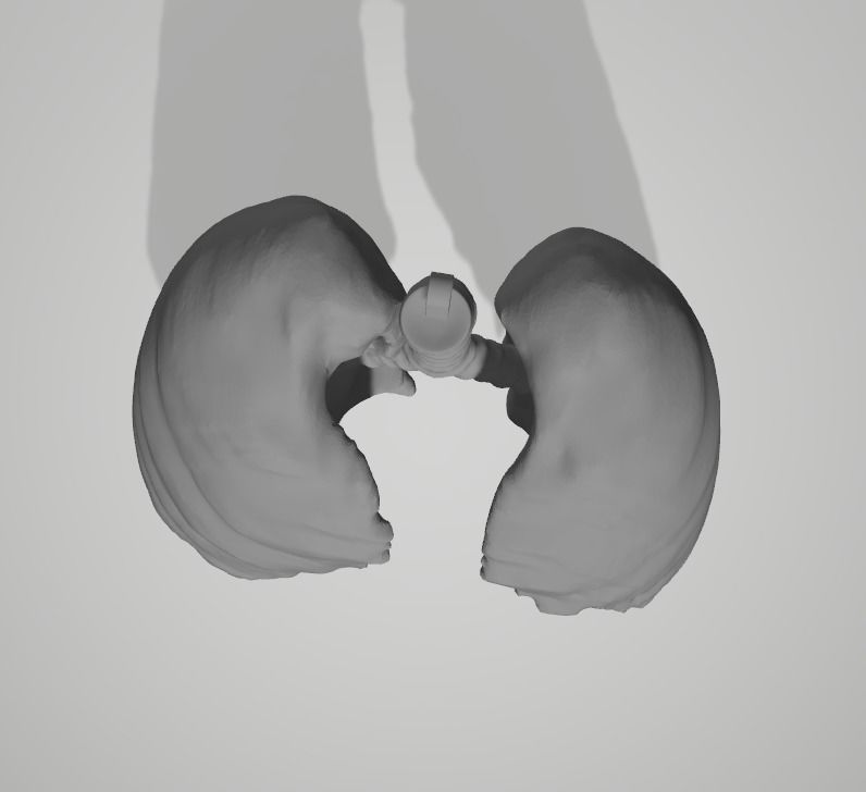 Real Lungs 3D model 3D printable | CGTrader