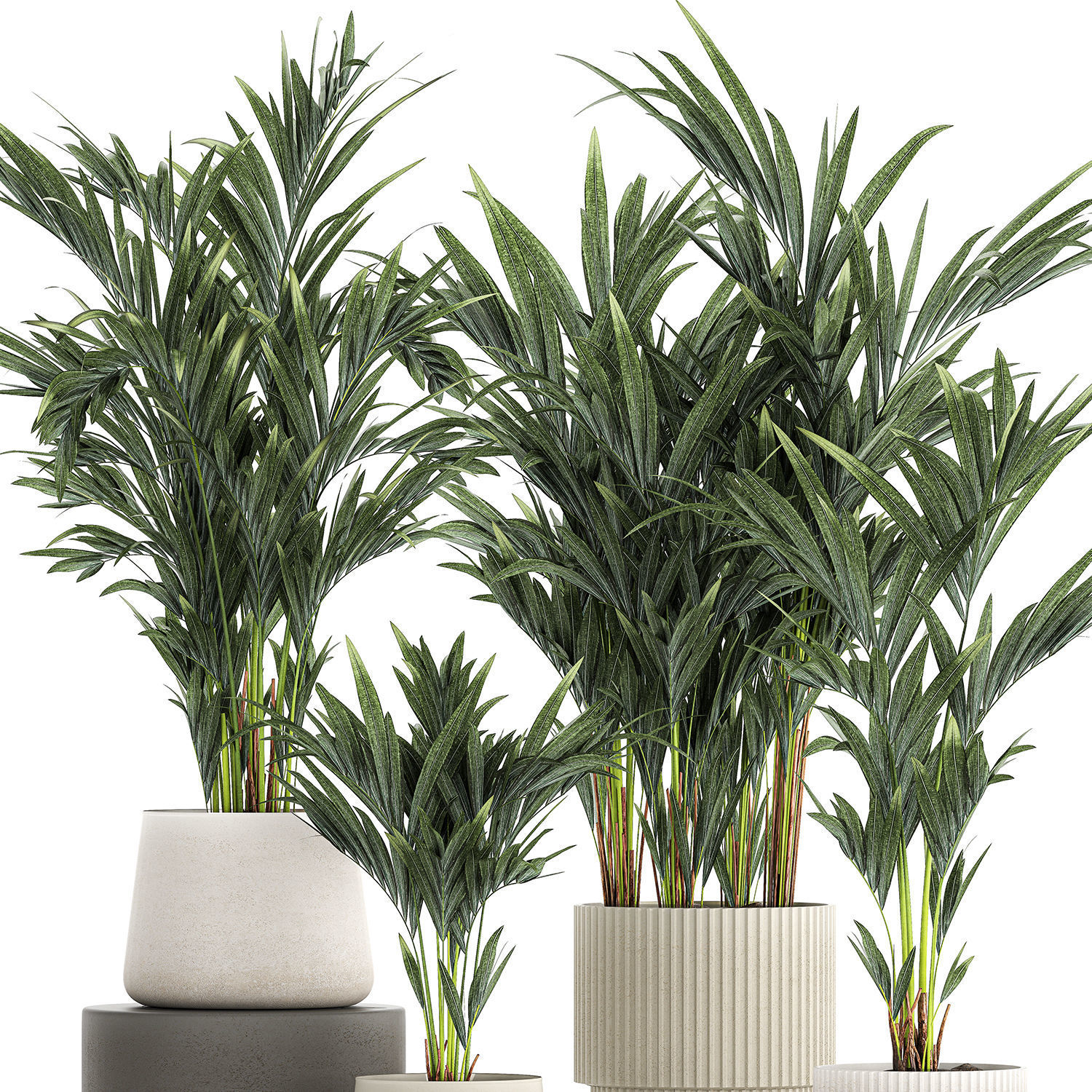 Beautiful Plant Potted Howea Palm Trees 1368 3D model | CGTrader