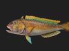 3D model Tilefish VR / AR / low-poly | CGTrader