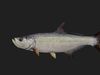 3D model Tarpon VR / AR / low-poly | CGTrader