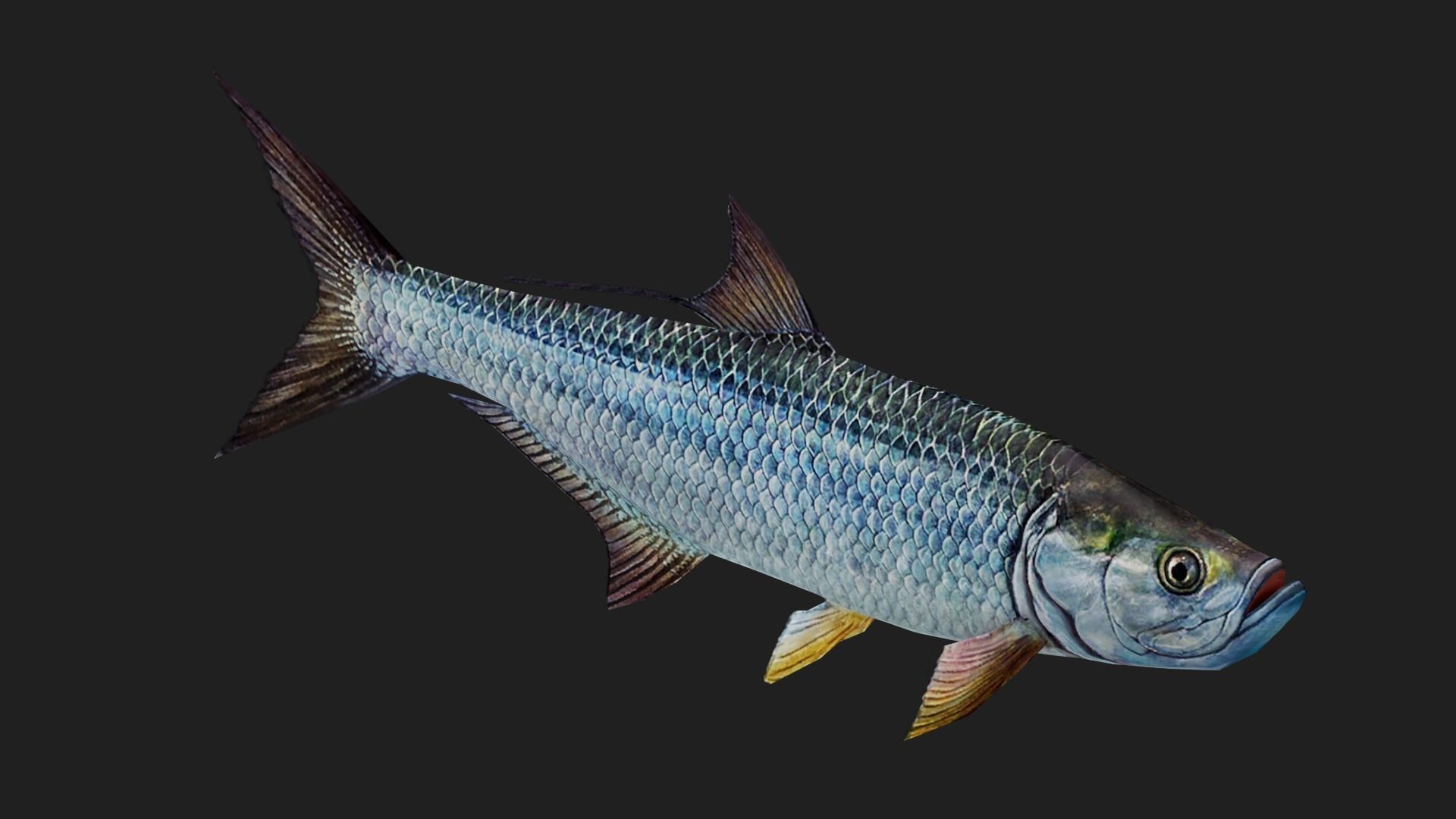 3D model Tarpon VR / AR / low-poly | CGTrader