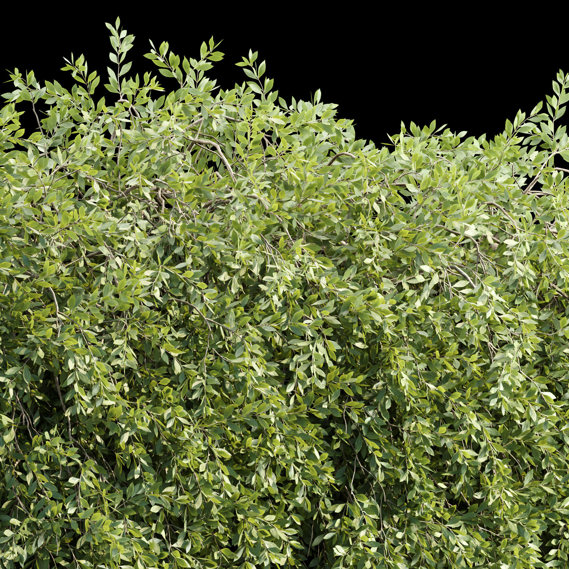 Hanging wall creeper plants collection vol 230 3D model | CGTrader