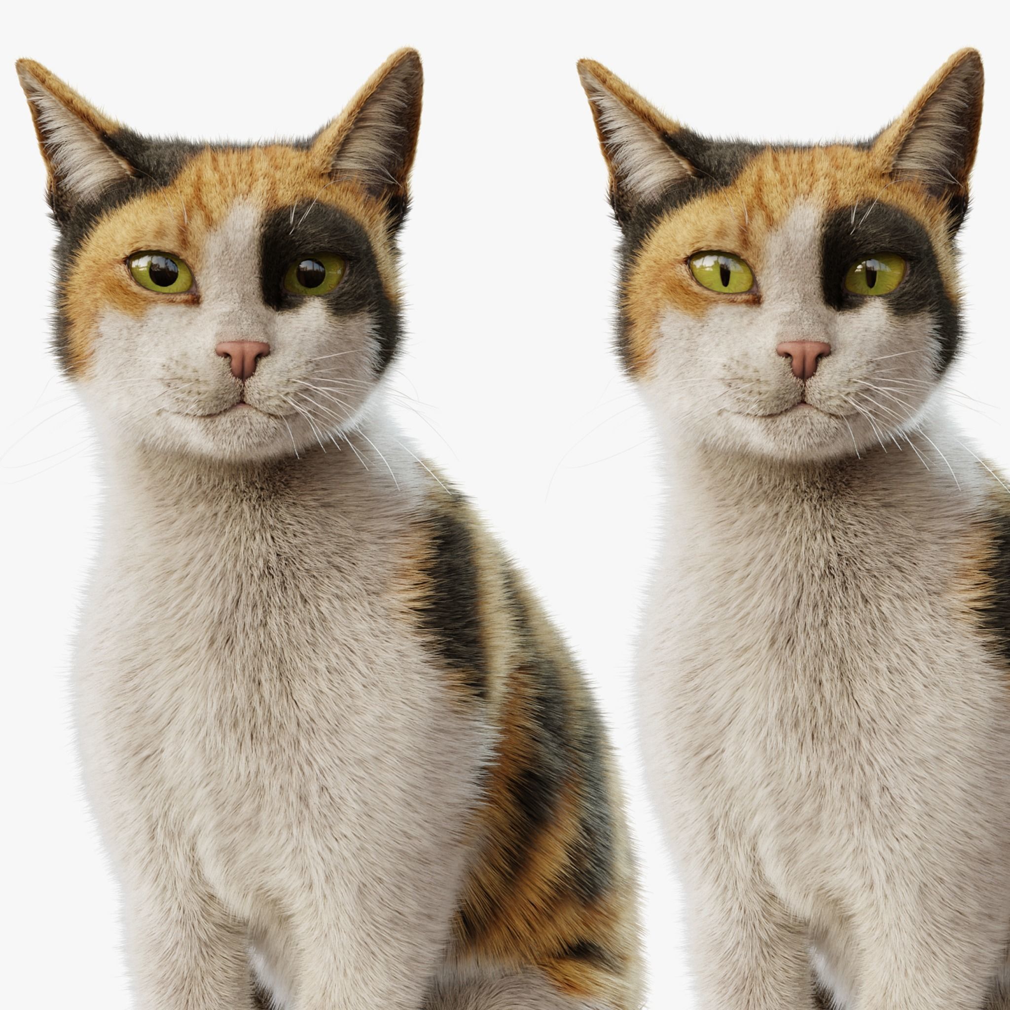 Cat Calico Rigged Animated 3D model animated rigged | CGTrader