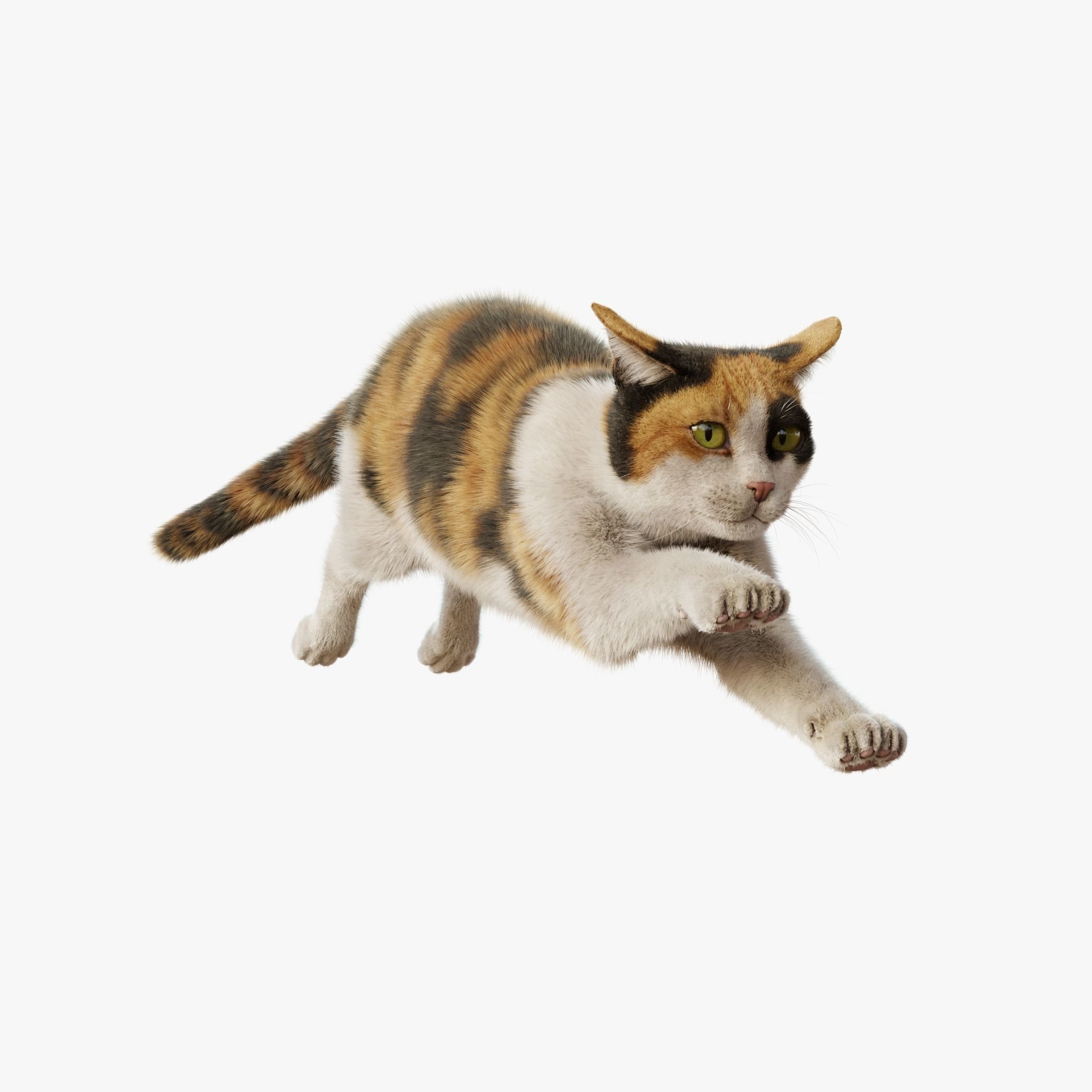 Cat Calico Rigged Animated 3D model animated rigged | CGTrader