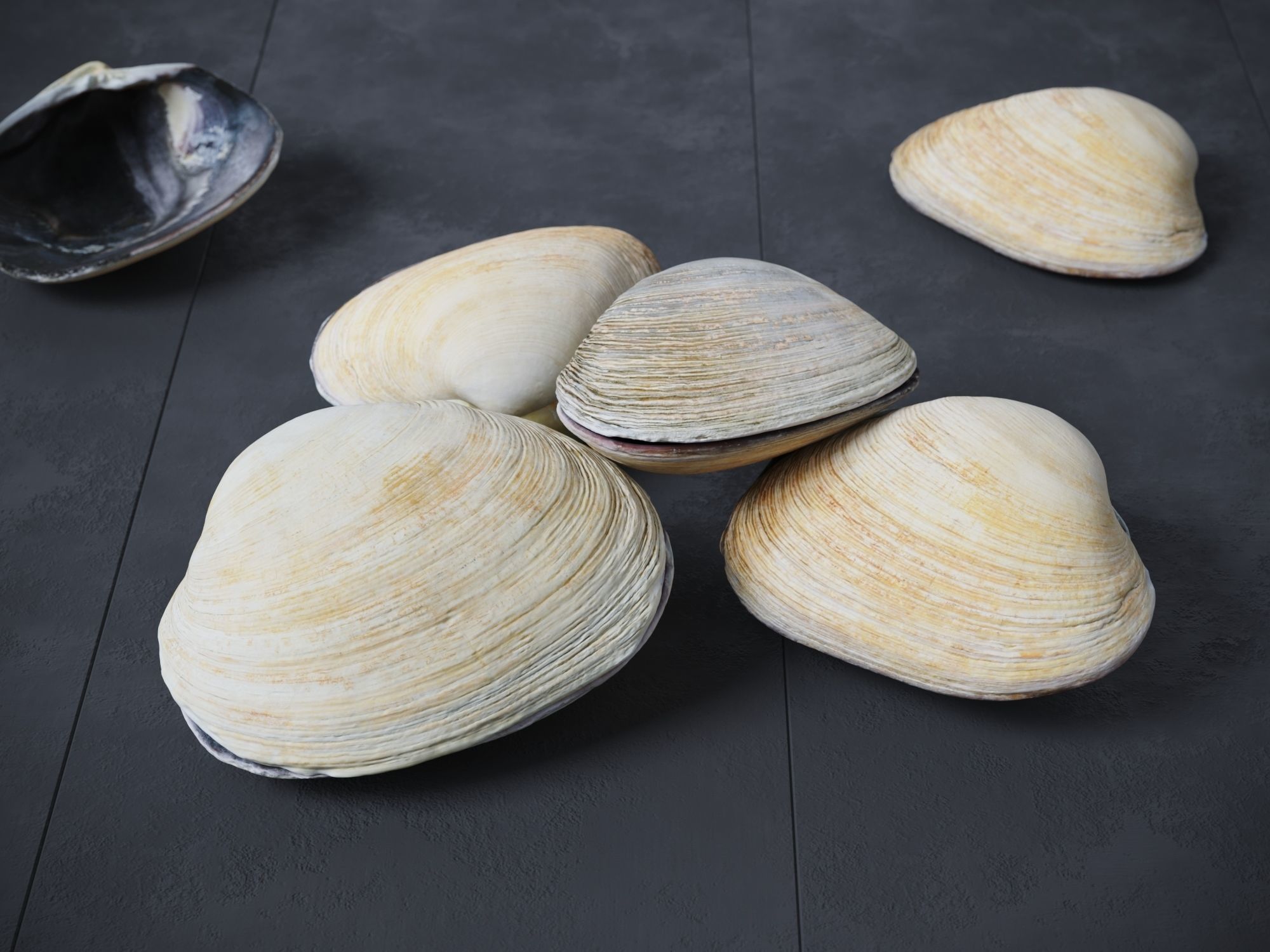 Clams 1 free 3D model | CGTrader