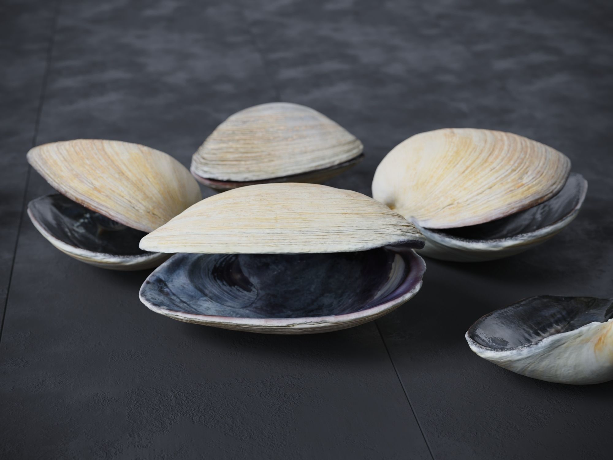 Clams 1 free 3D model | CGTrader