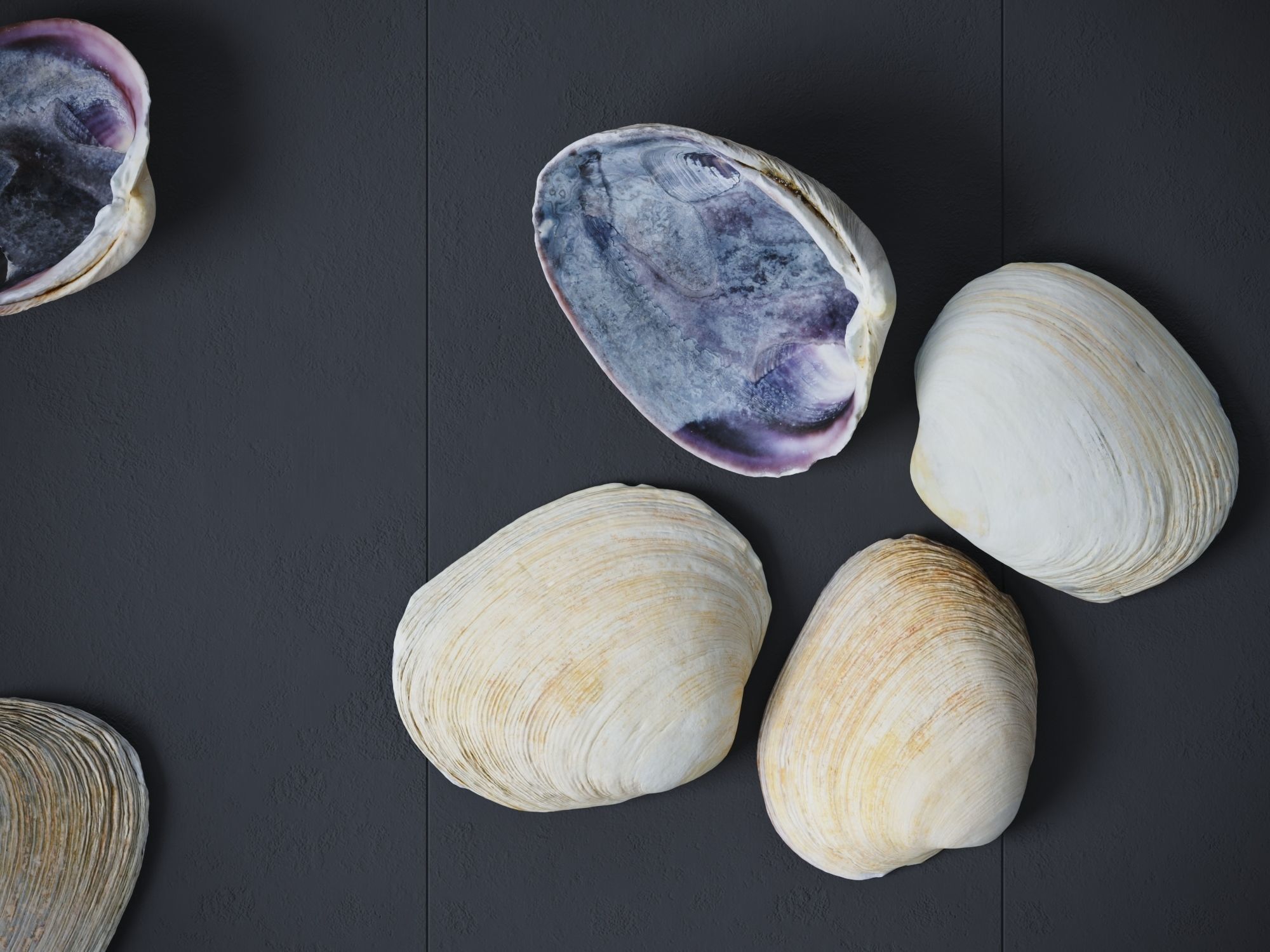 Clams 1 free 3D model | CGTrader