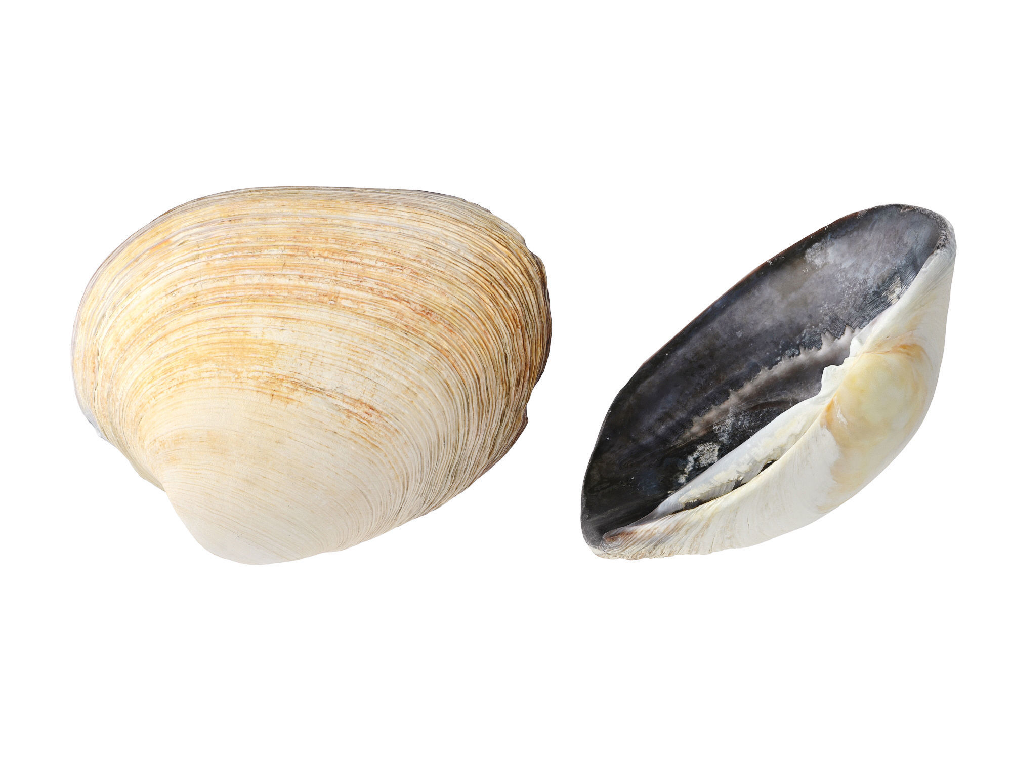 Clams 1 free 3D model | CGTrader