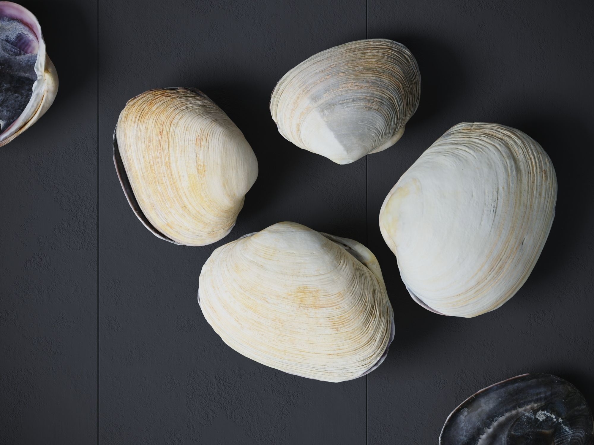 Clams 1 free 3D model | CGTrader