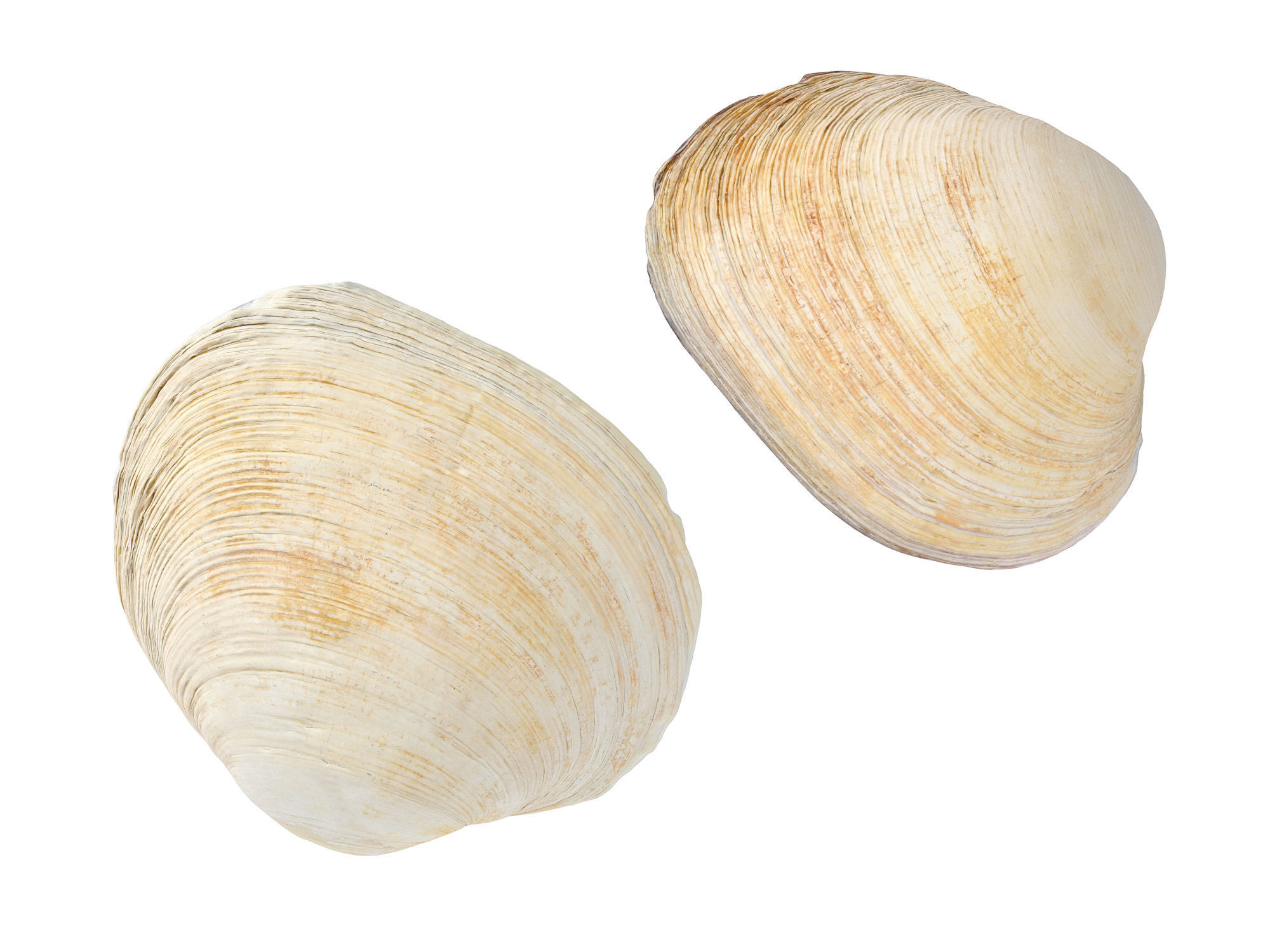 Clams 1 free 3D model | CGTrader
