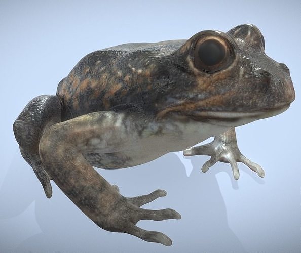 3D model Frog Animal VR / AR / low-poly | CGTrader