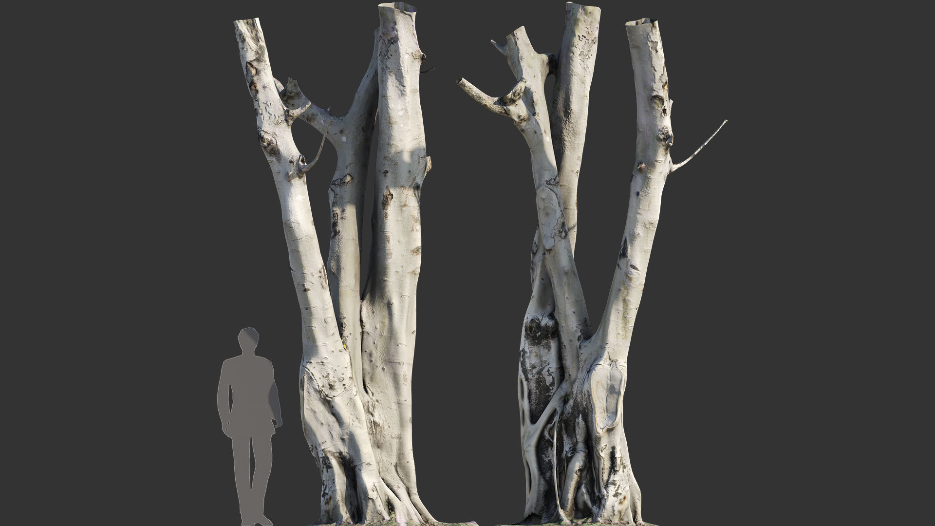 Ficus religiosa Tree Trunk 3D model | CGTrader
