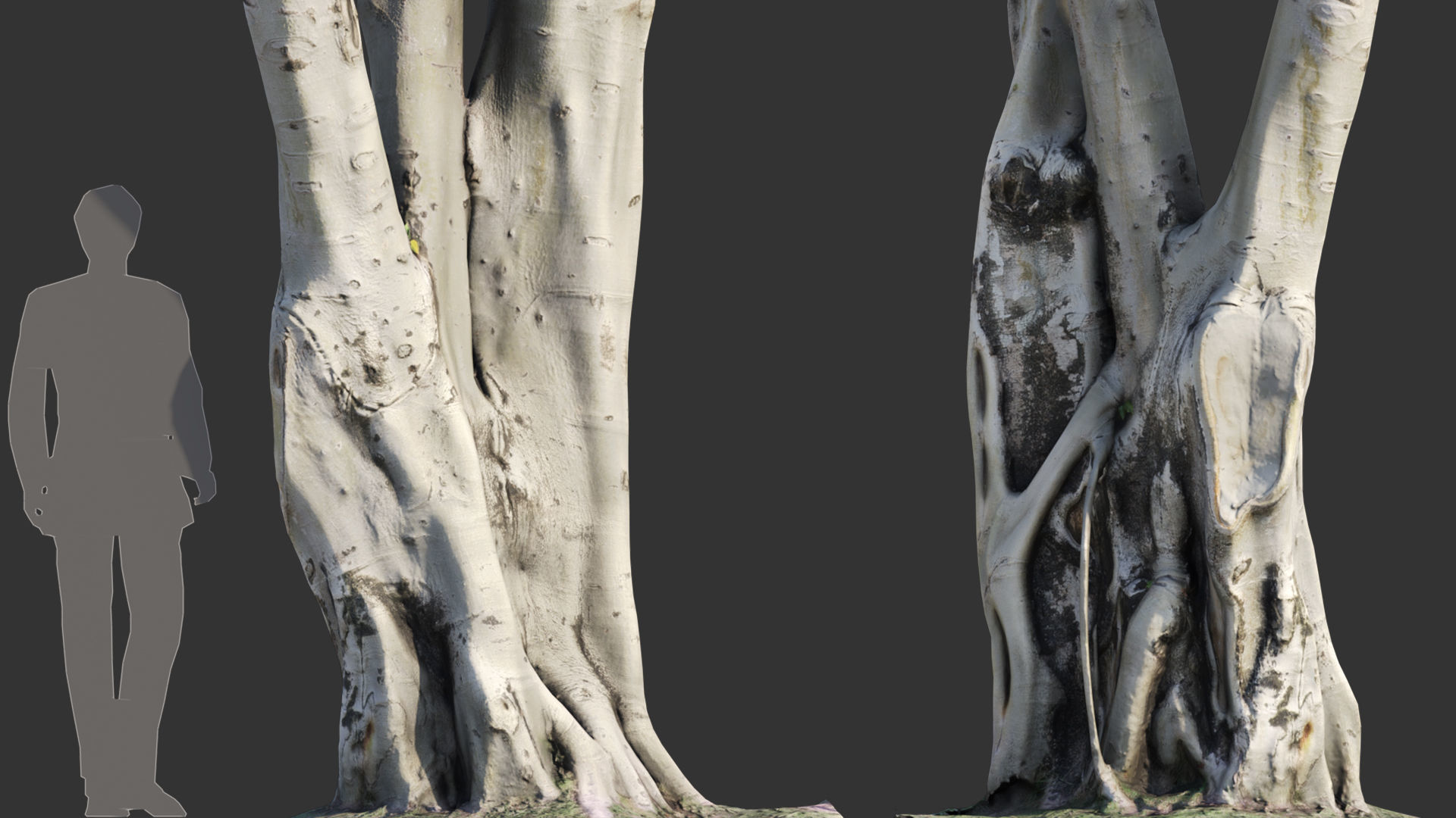 Ficus religiosa Tree Trunk 3D model | CGTrader