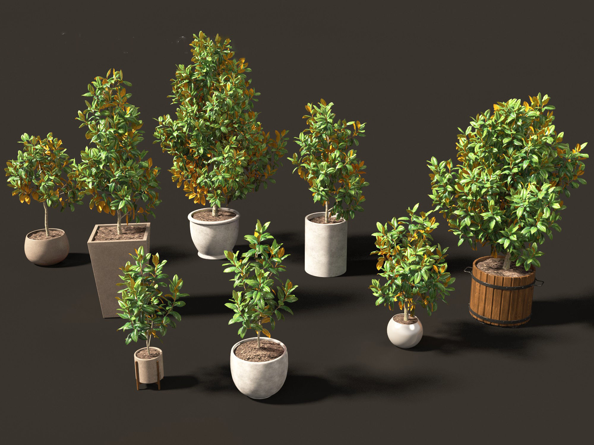 Magnolia grandiflora Teddy Bear 01 3D model | CGTrader