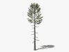 3D model Lowpoly Pine v6 VR / AR / low-poly | CGTrader
