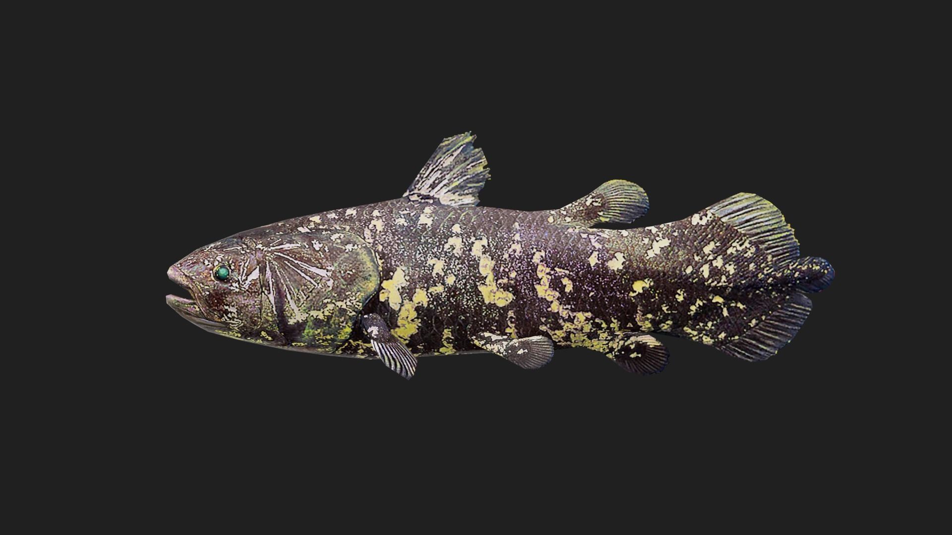 3D model Coelacanth VR / AR / low-poly | CGTrader