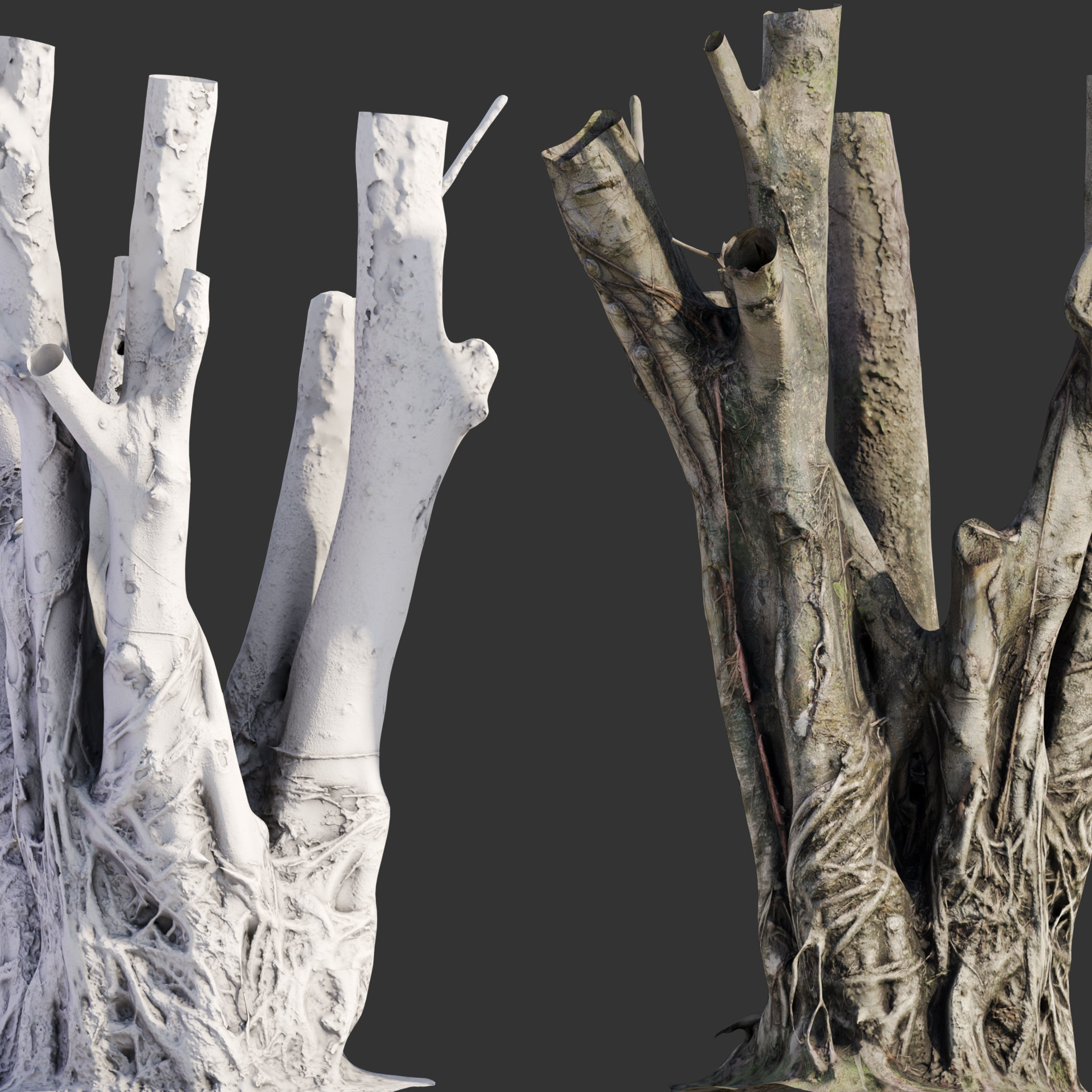 3D model Ficus Tree Trunk 07 VR / AR / low-poly | CGTrader