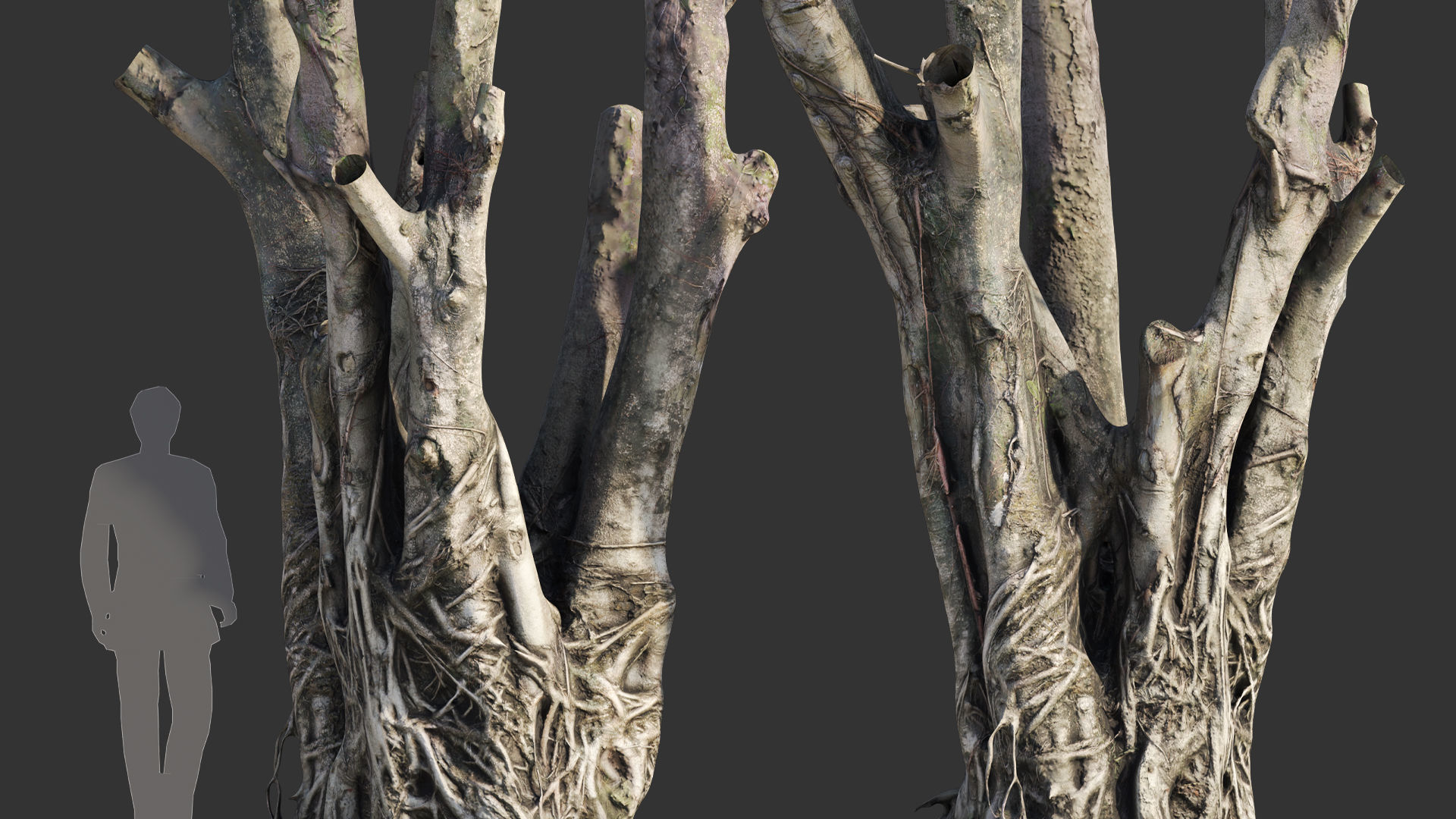 3D model Ficus Tree Trunk 07 VR / AR / low-poly | CGTrader