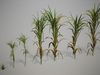 3D model Sugar Cane 3D Models Low-Poly Crops VR / AR / low-poly | CGTrader