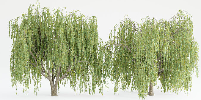 collection willow trees vol12-Blender 3D model | CGTrader