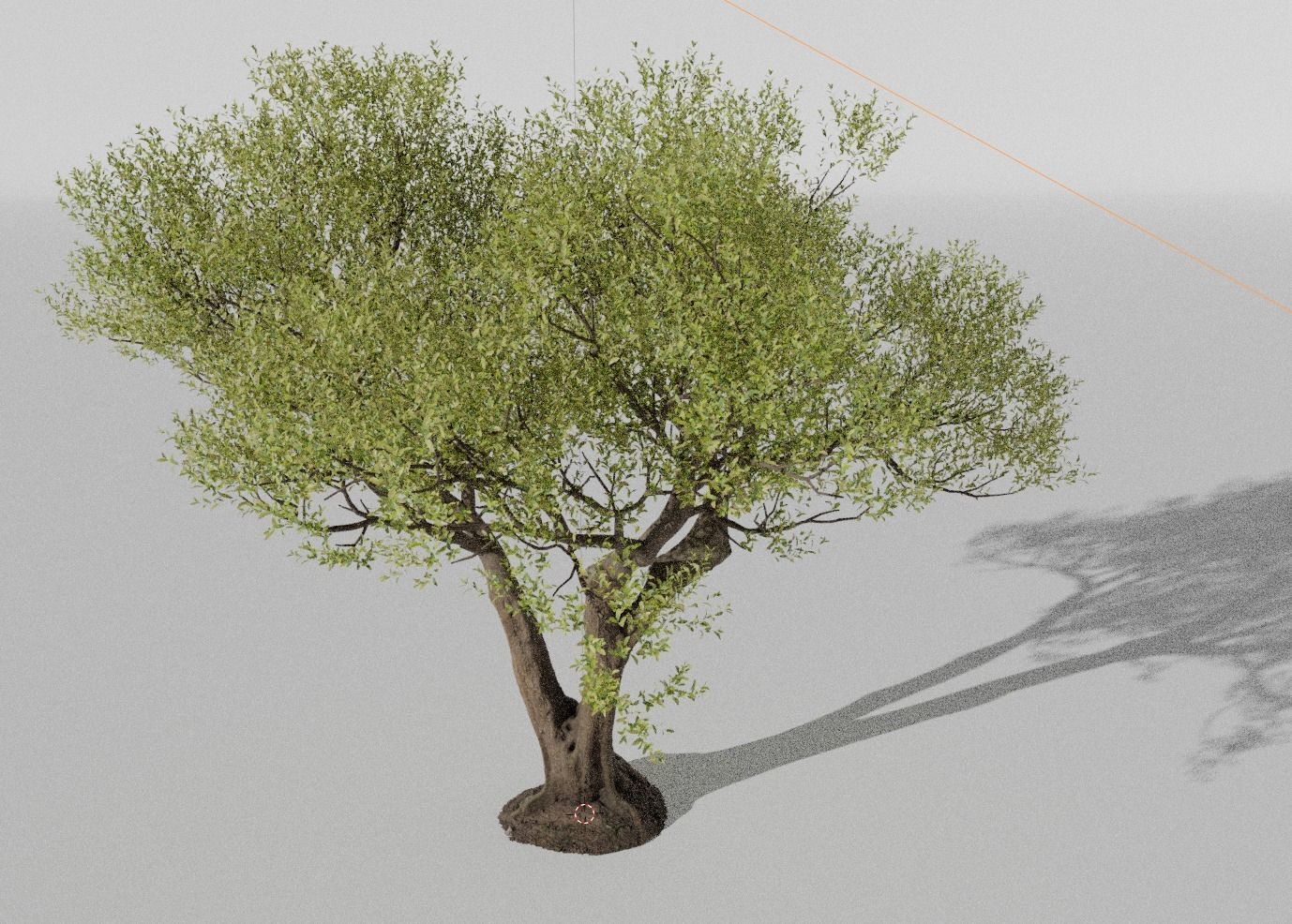 Olive tree 3D model | CGTrader