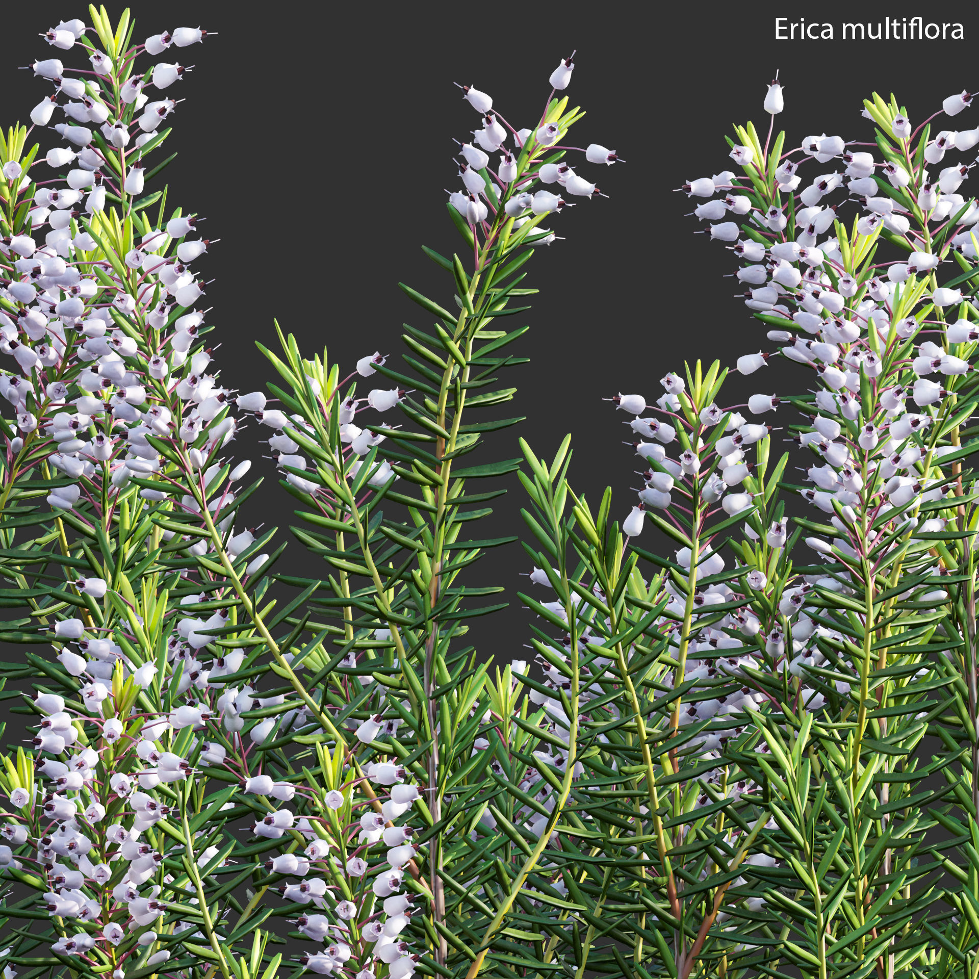 Erica multiflora - Mediterranean Heath - Erica flowers 3D model | CGTrader