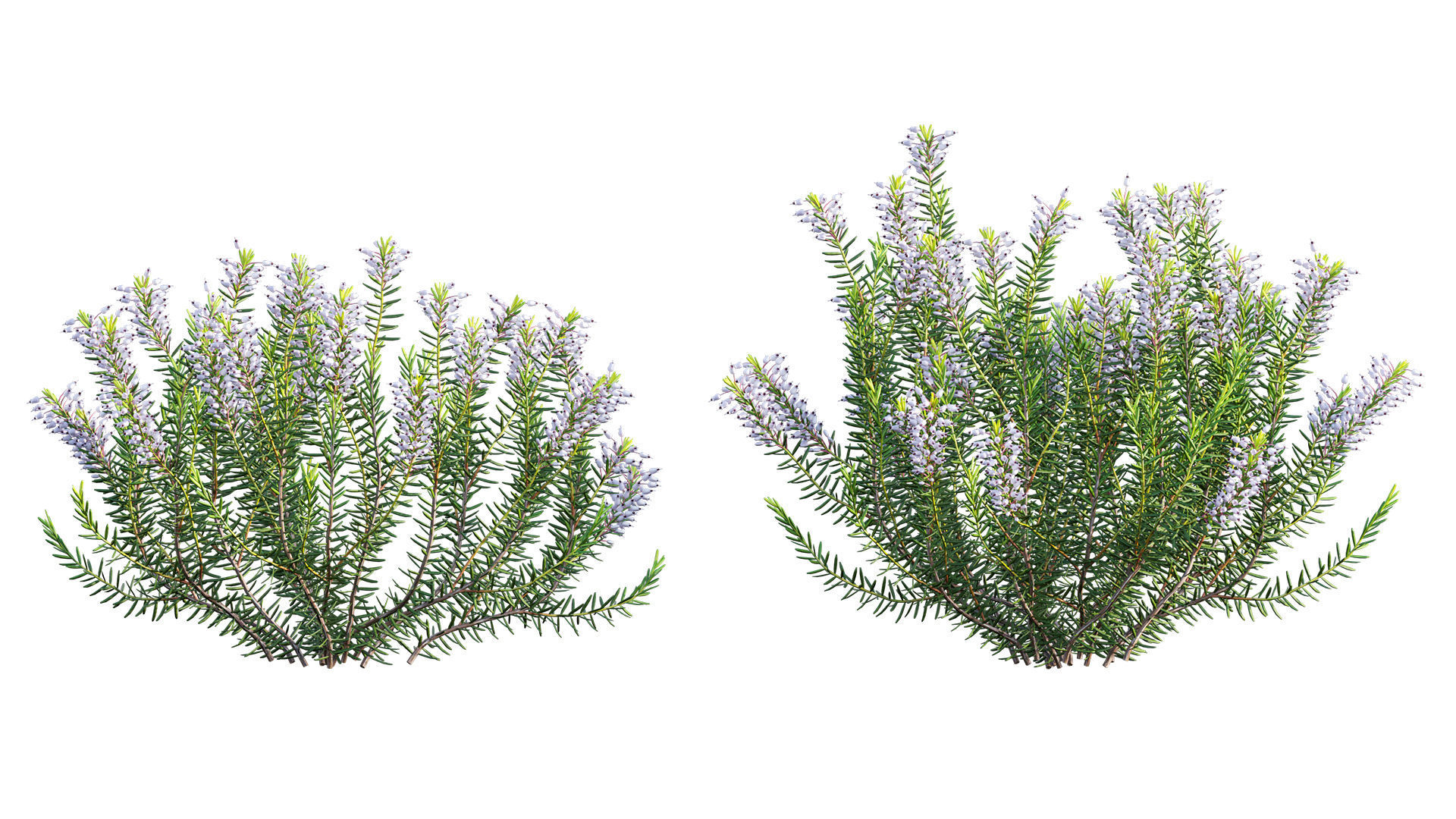 Erica multiflora - Mediterranean Heath - Erica flowers 3D model | CGTrader