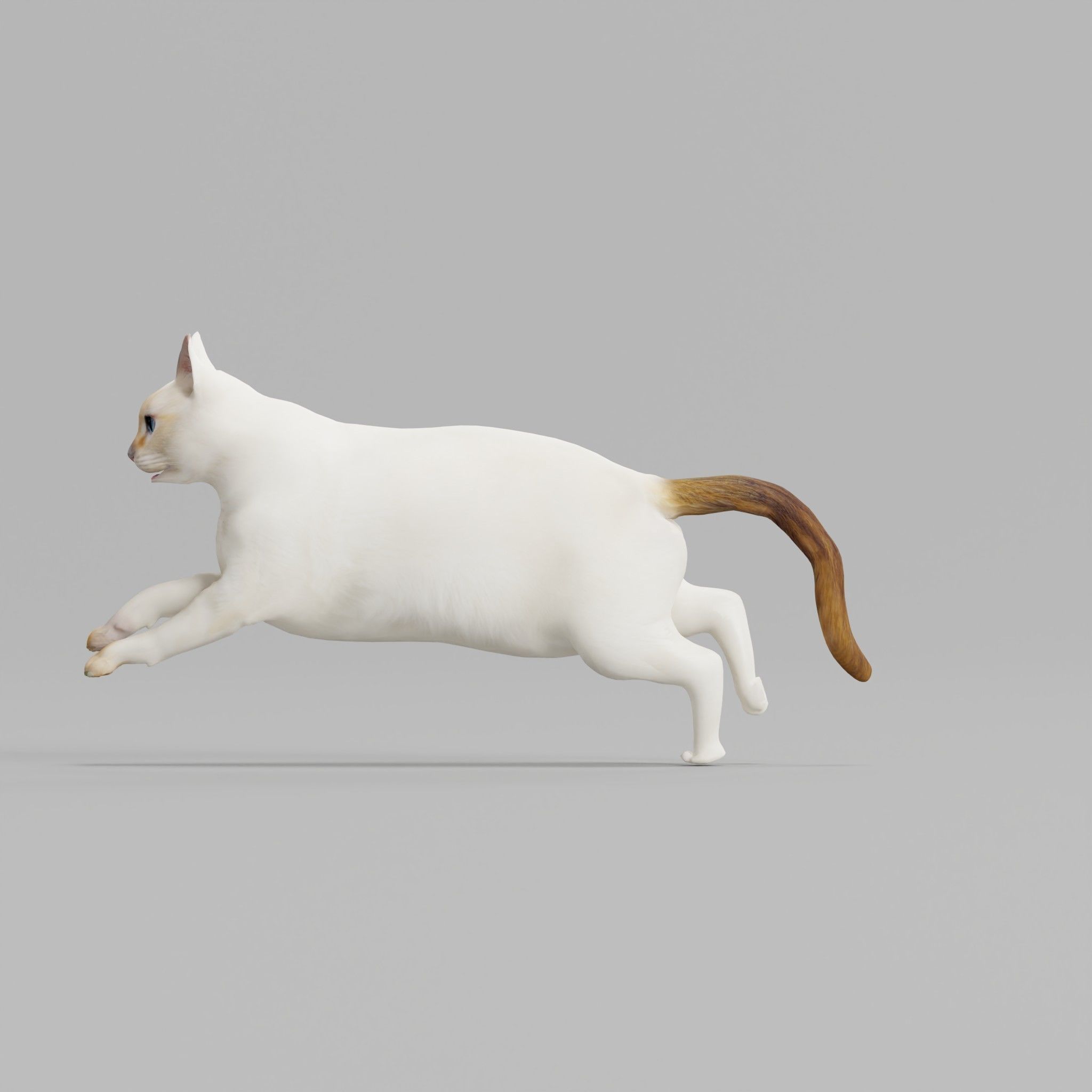 Flame Point Siamese Cat 3D model animated rigged | CGTrader